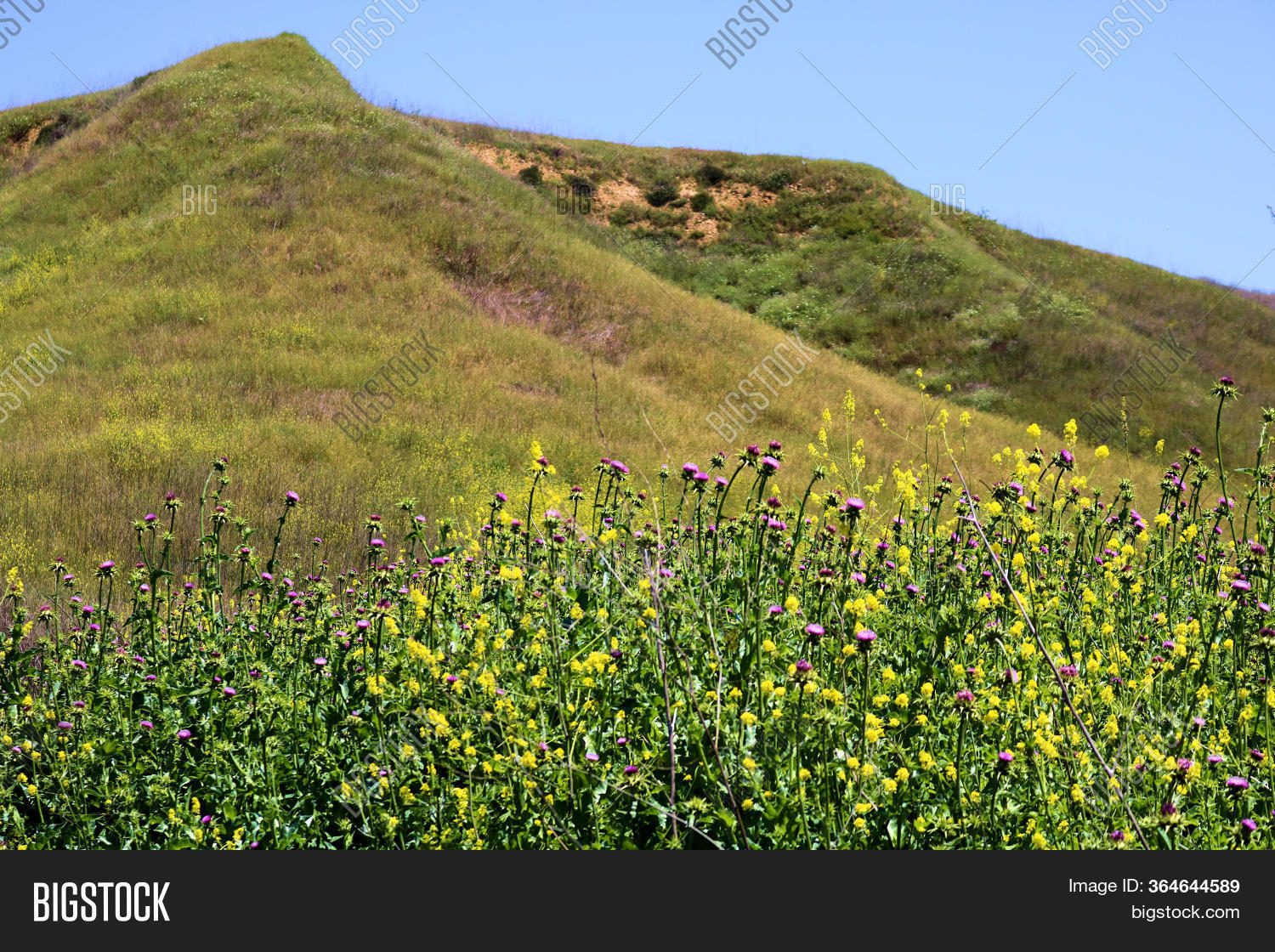 Rolling Hills Lush Image & Photo (Free Trial) | Bigstock