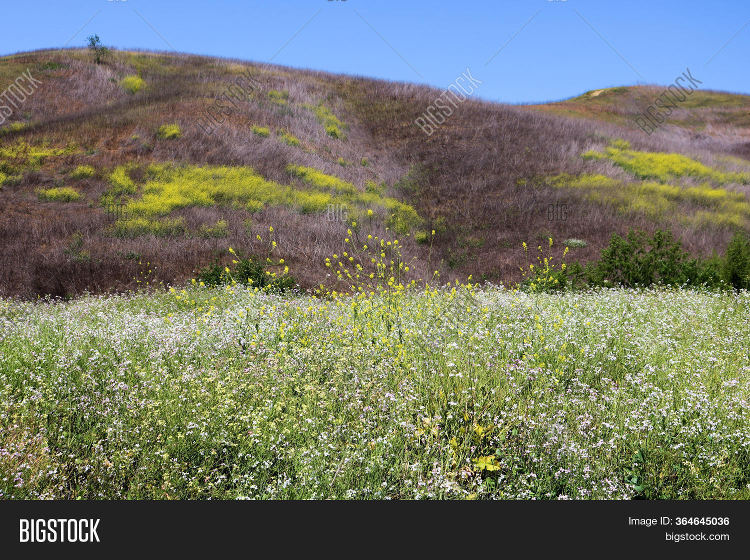 Lush Field Spring Image & Photo (Free Trial) | Bigstock