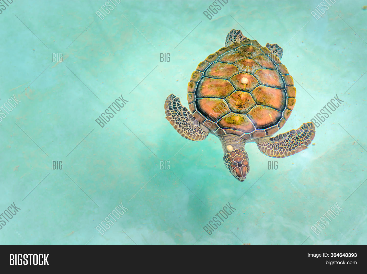 Small Sea Turtles Image & Photo (Free Trial) | Bigstock