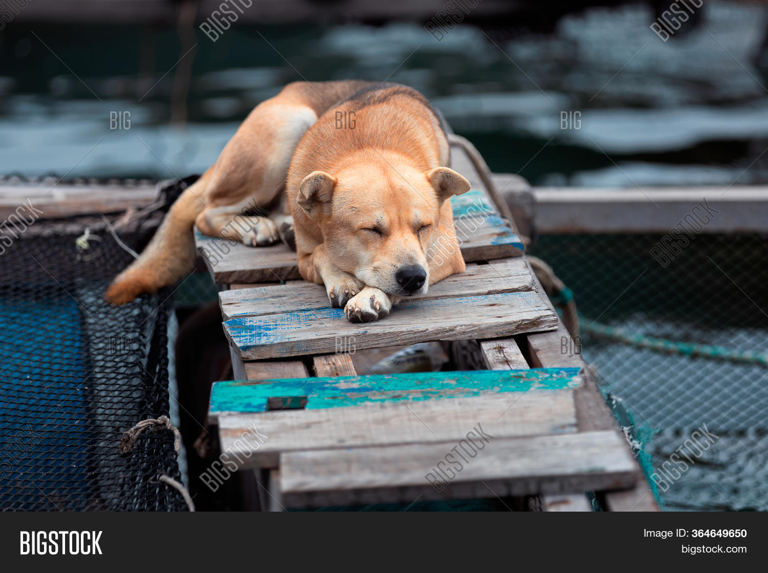 Guard Dog Sleeping On Image & Photo (Free Trial) | Bigstock