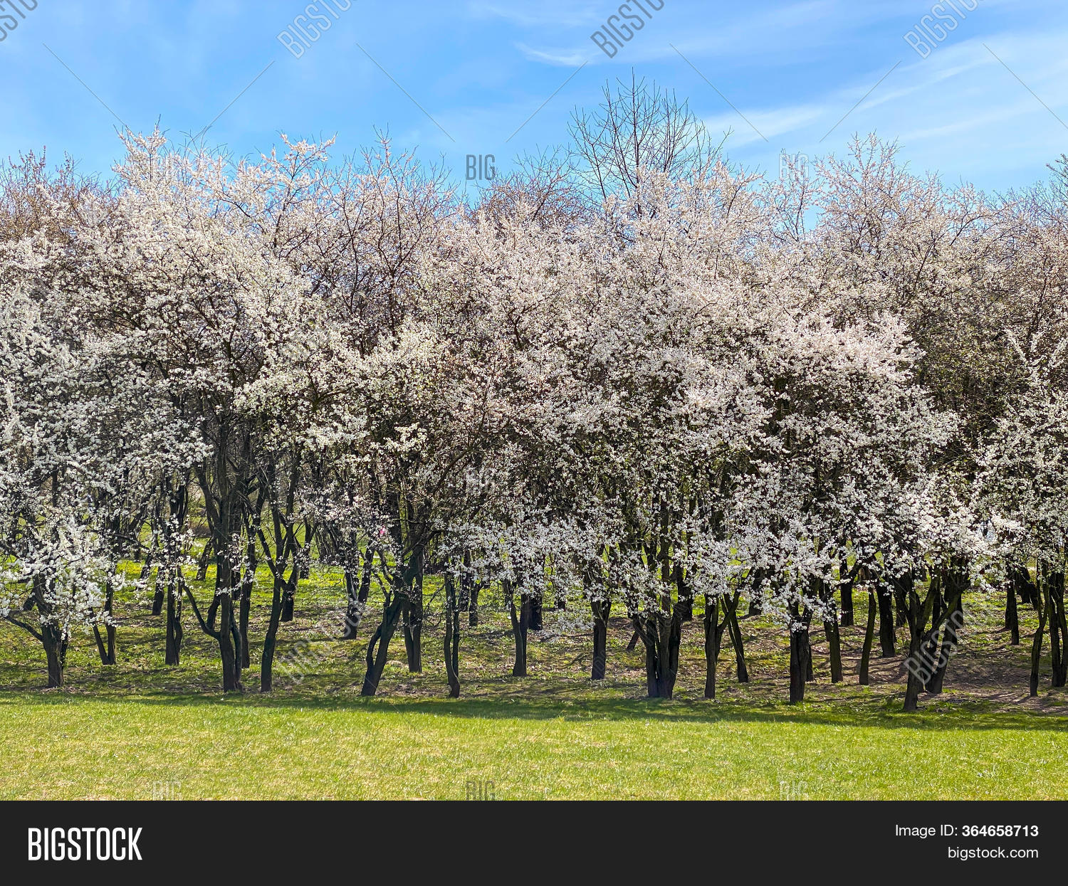 Rows Blooming Cherry Image & Photo (Free Trial) | Bigstock