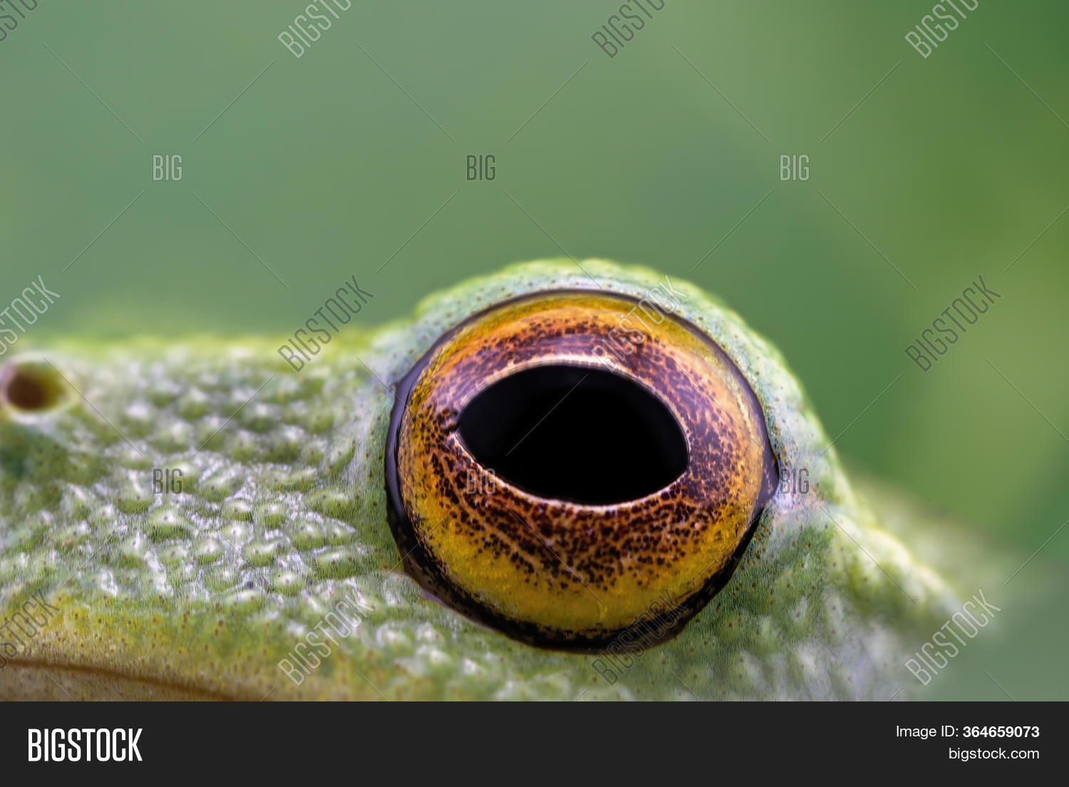 Eye Tiny Green Frog Image & Photo (Free Trial) | Bigstock