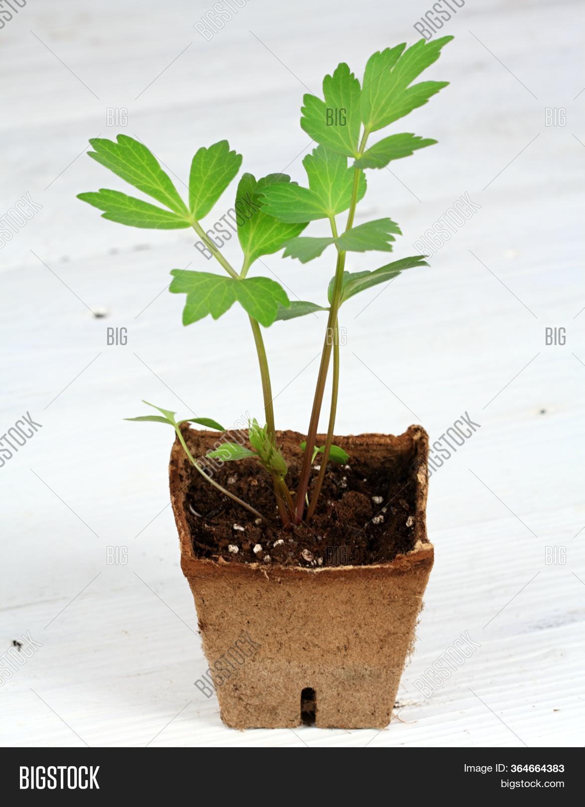 Young Lovage Seedling Image & Photo (Free Trial) | Bigstock