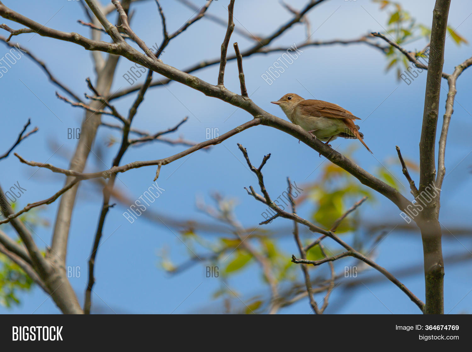 Common Nightingale, Image & Photo (Free Trial) | Bigstock
