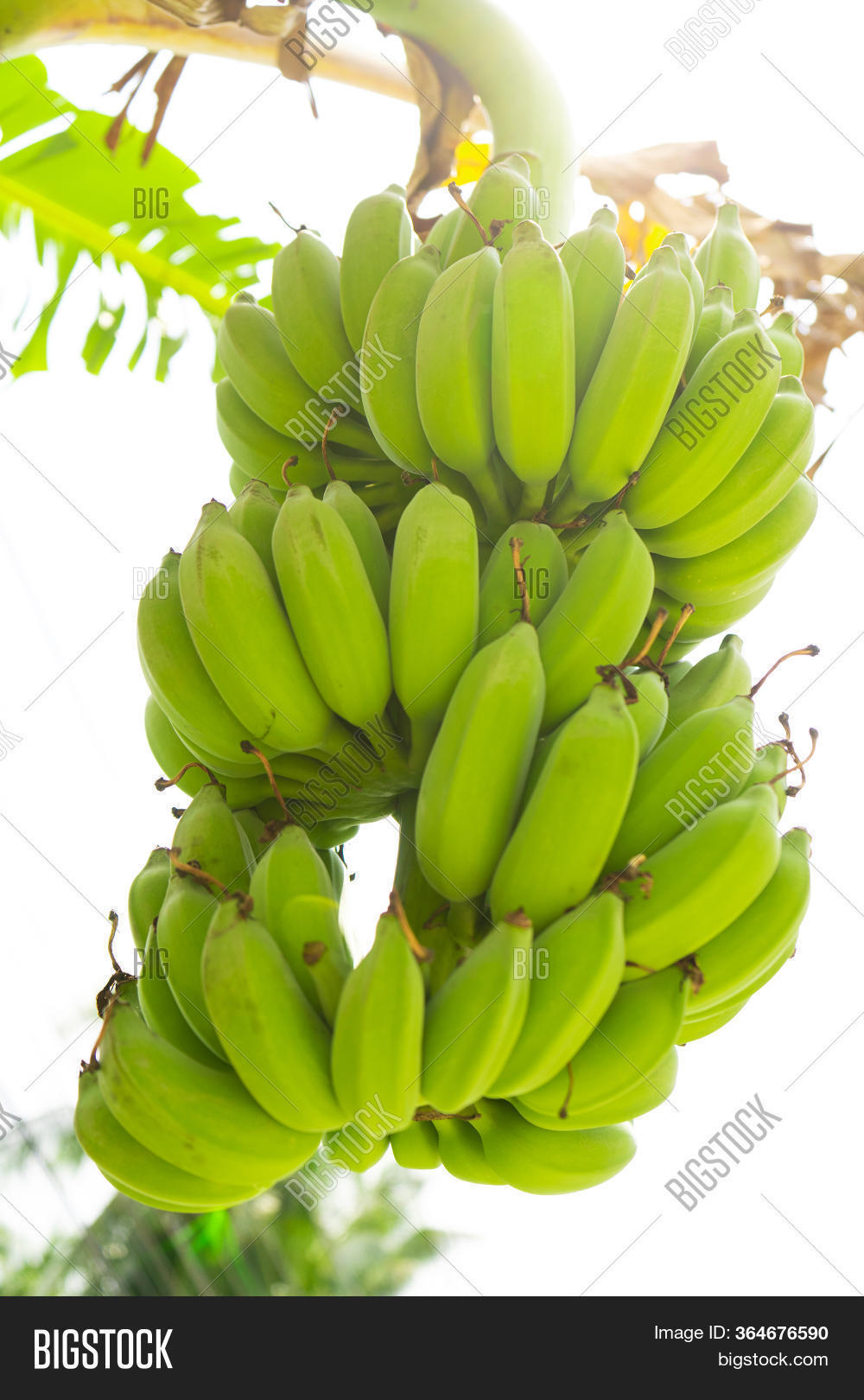 Banana Fruit Branch. Image & Photo (Free Trial) | Bigstock