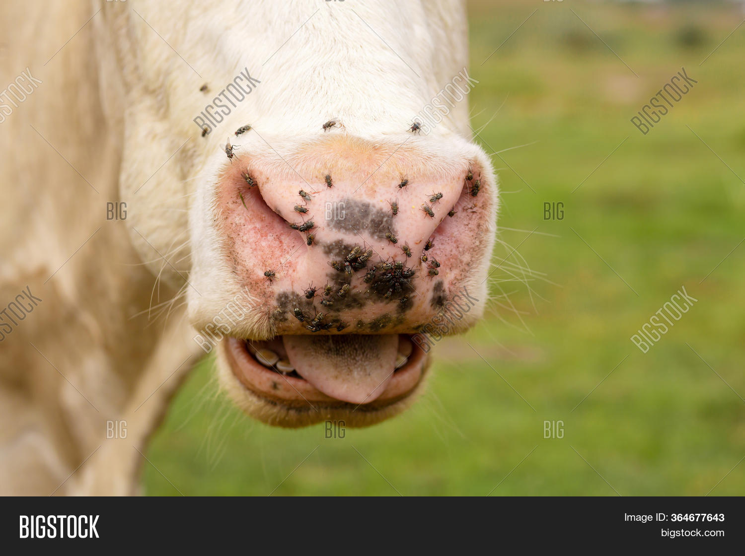 Close- Cow Nose Image & Photo (Free Trial) | Bigstock