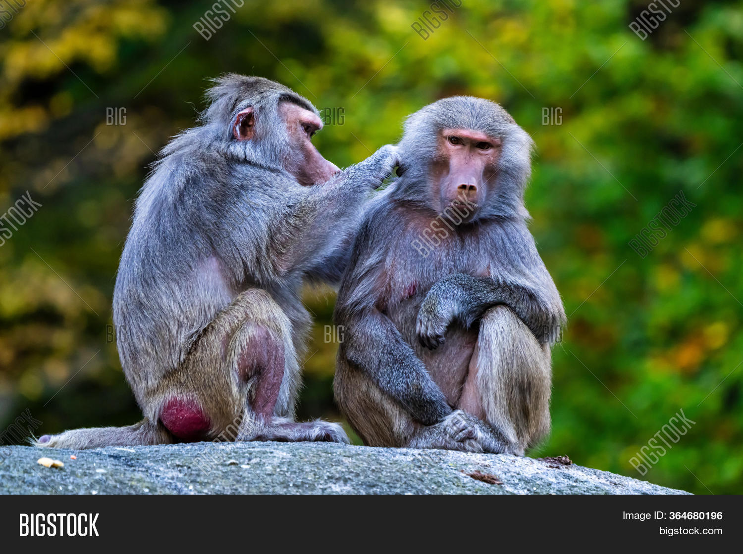 Hamadryas Baboon, Image & Photo (Free Trial) | Bigstock