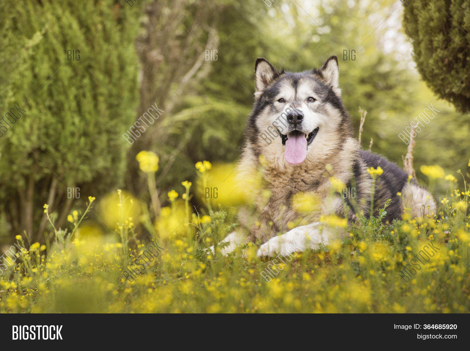 Alaskan Malamute Dog Image & Photo (Free Trial) | Bigstock