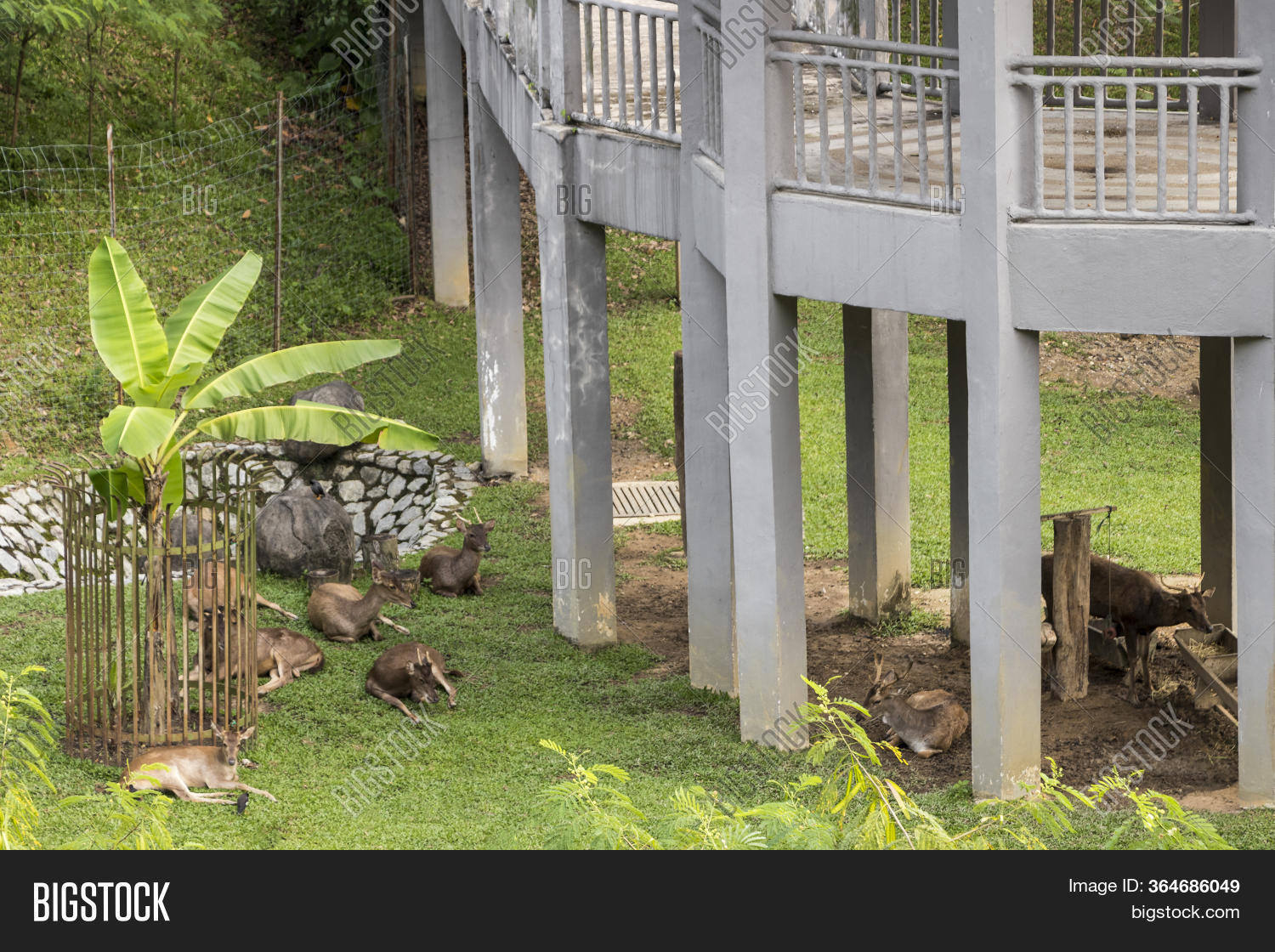 Deer Enclosure Park. Image & Photo (Free Trial) | Bigstock