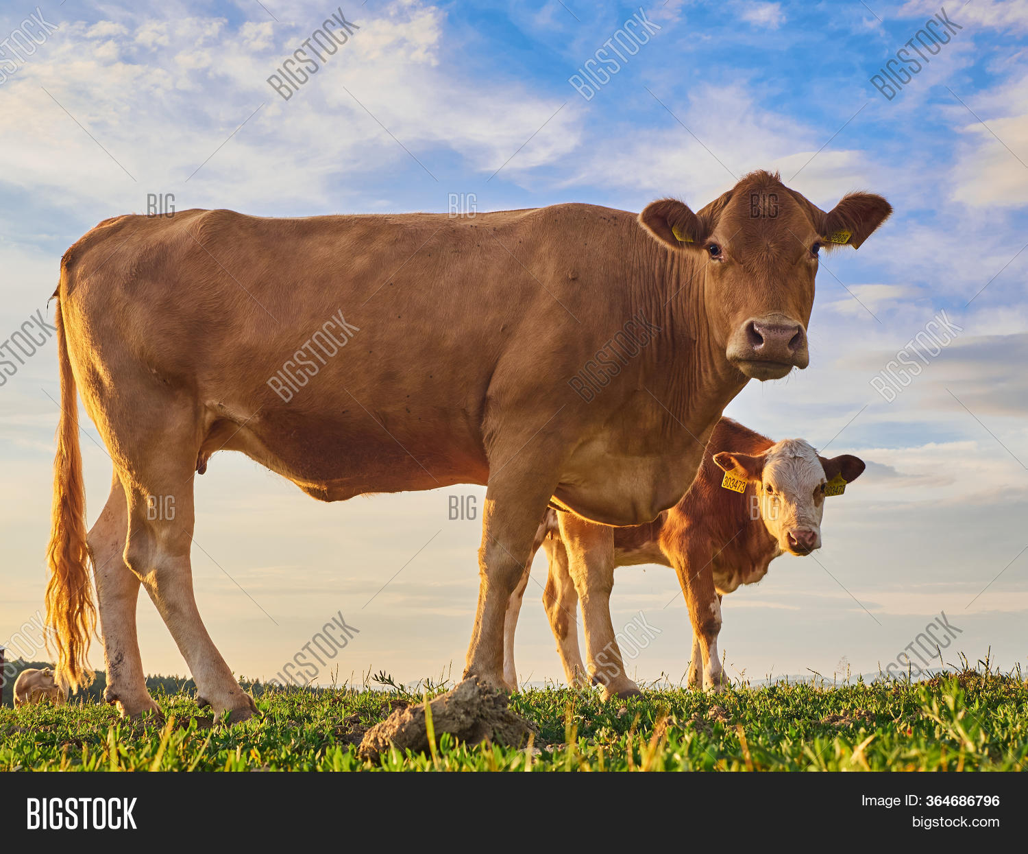 Cow Calf Sunrise. Image & Photo (Free Trial) | Bigstock