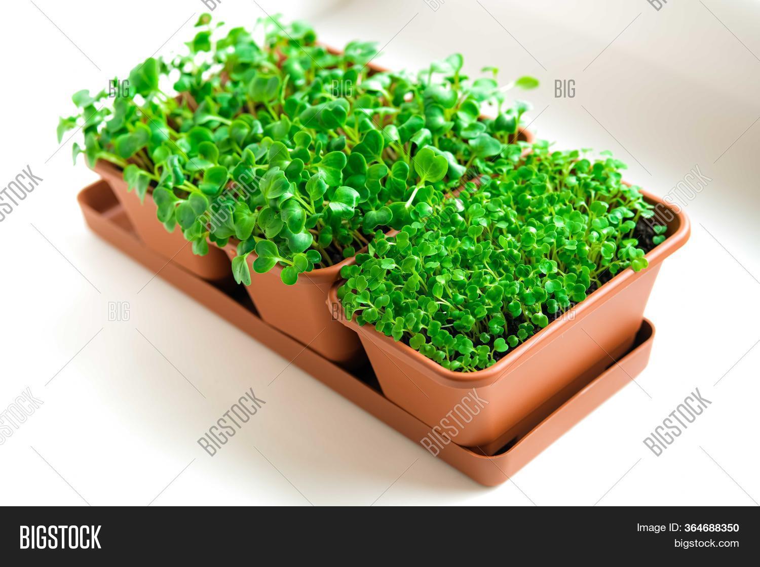 Red Radish Microgreens Image & Photo (Free Trial) | Bigstock