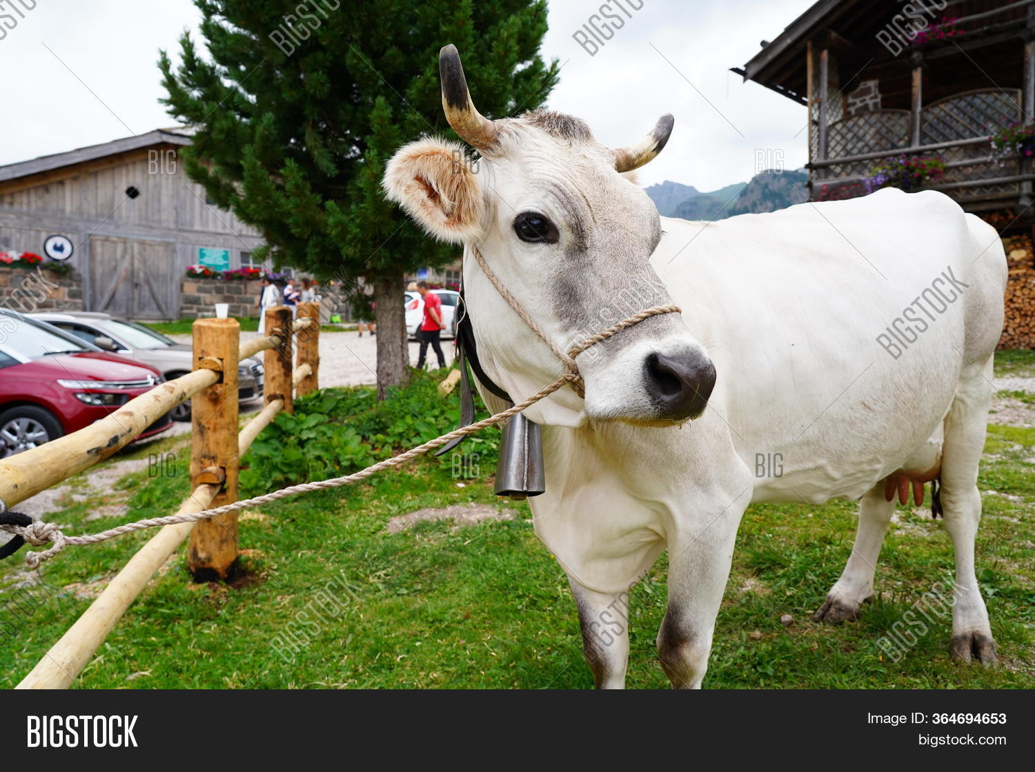 Alpine Gray Cow. White Image & Photo (Free Trial) | Bigstock