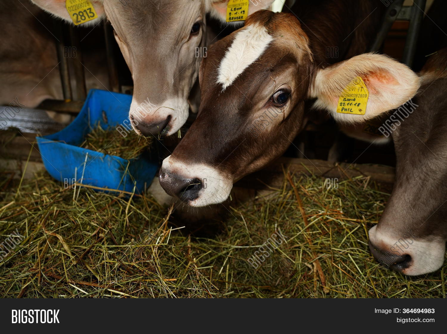 Gray Brown Cows Dairy Image & Photo (Free Trial) | Bigstock