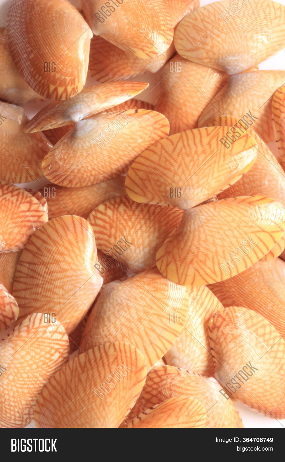 Shells Striped Clams Image & Photo (Free Trial) | Bigstock