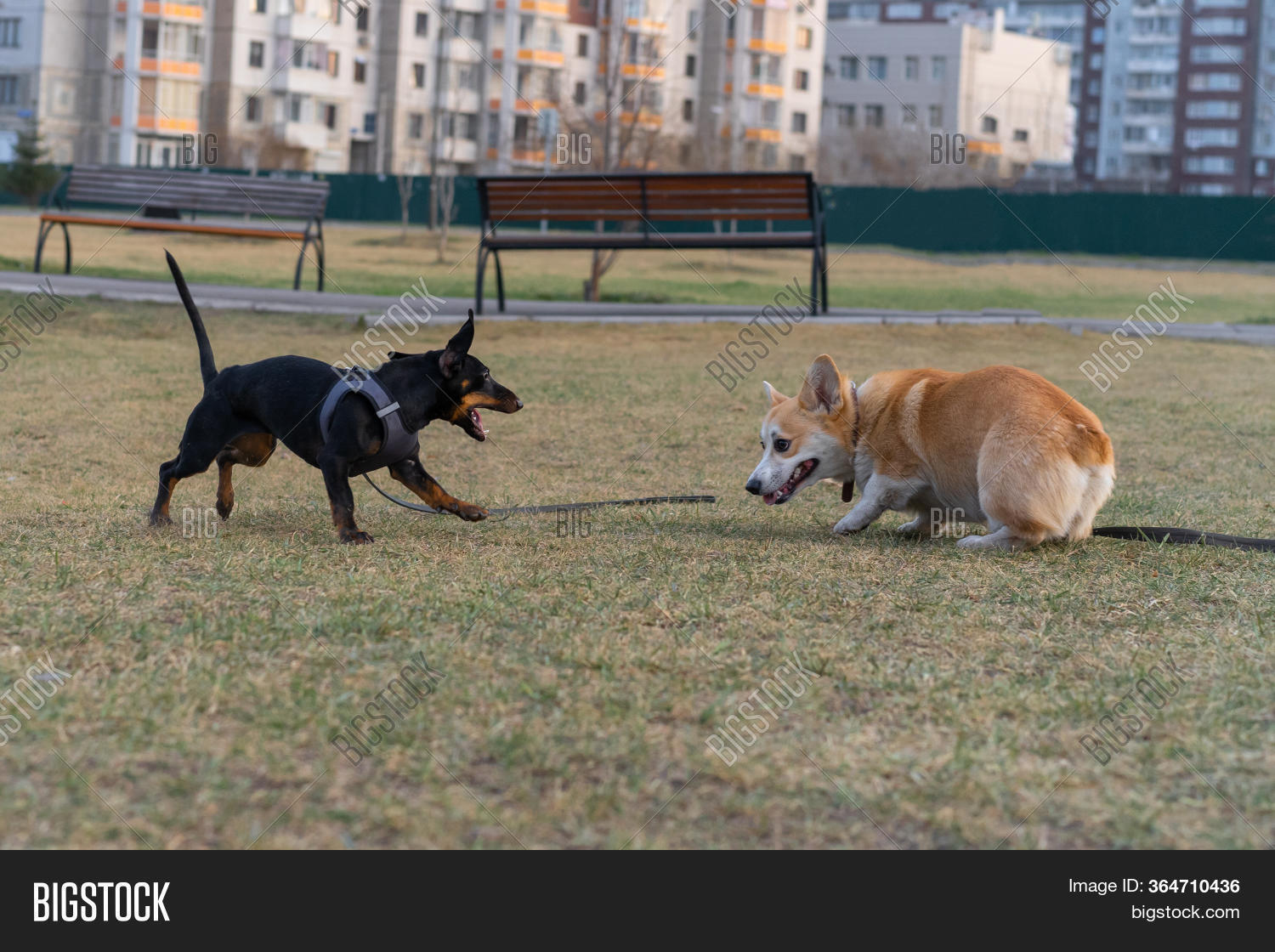 Dogs Run Fight. Corgi Image & Photo (Free Trial) | Bigstock