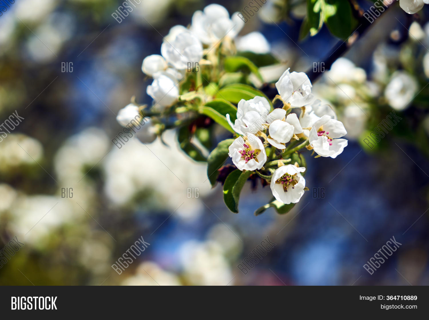 Buds Blooming White Image & Photo (Free Trial) | Bigstock