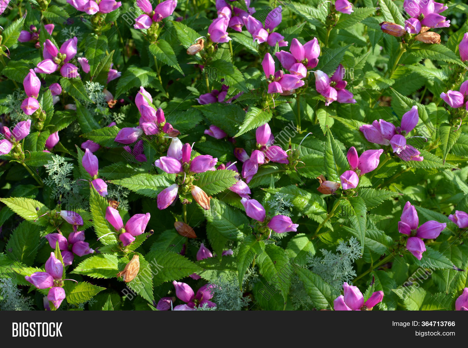 Red Turtlehead Flowers Image & Photo (Free Trial) | Bigstock