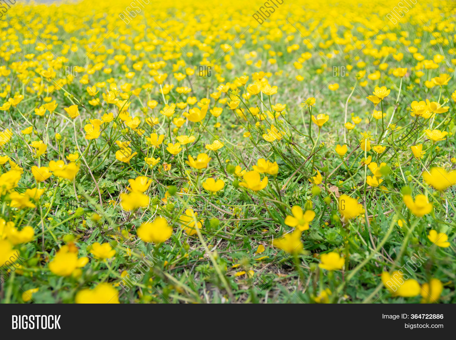 Blooming Flower Spring Image & Photo (Free Trial) | Bigstock