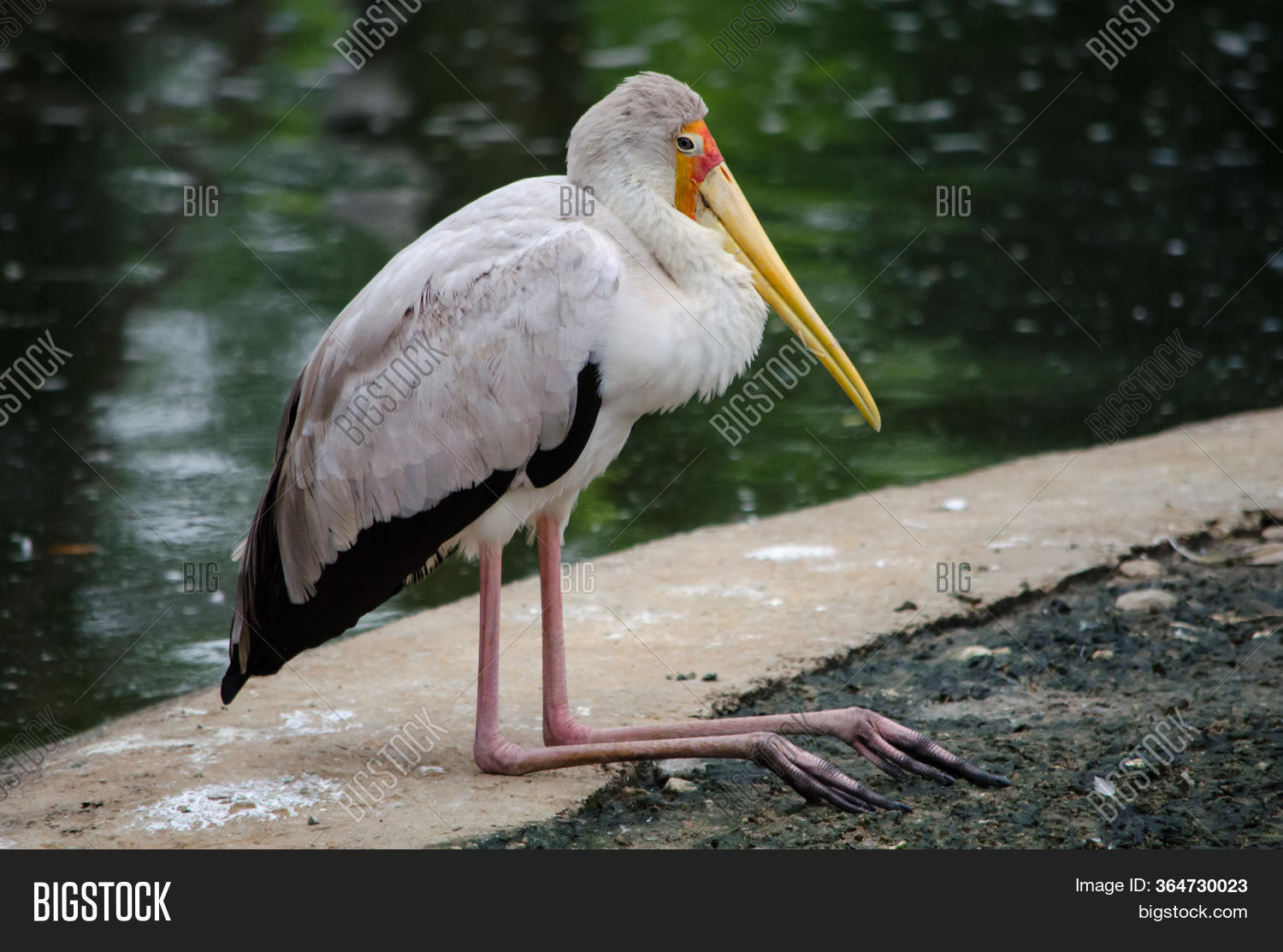 Yellow-billed Stork Image & Photo (Free Trial) | Bigstock