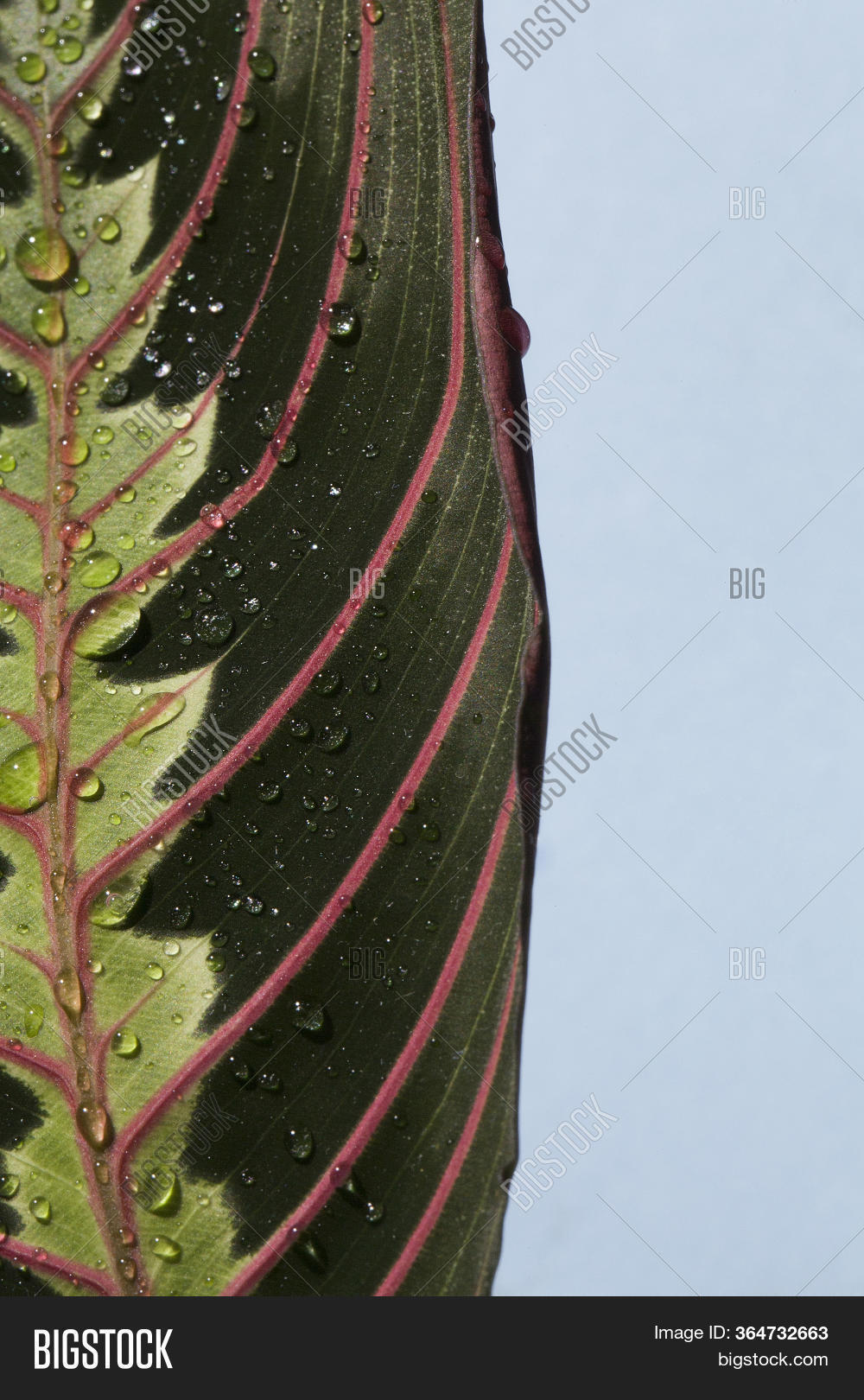 Green Arrowroot Leaf Image & Photo (Free Trial) | Bigstock