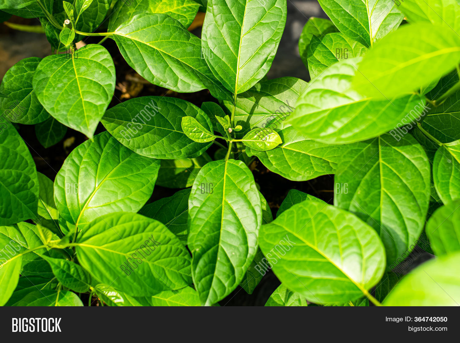 Gurmar Medicinal Plant Image & Photo (Free Trial) | Bigstock