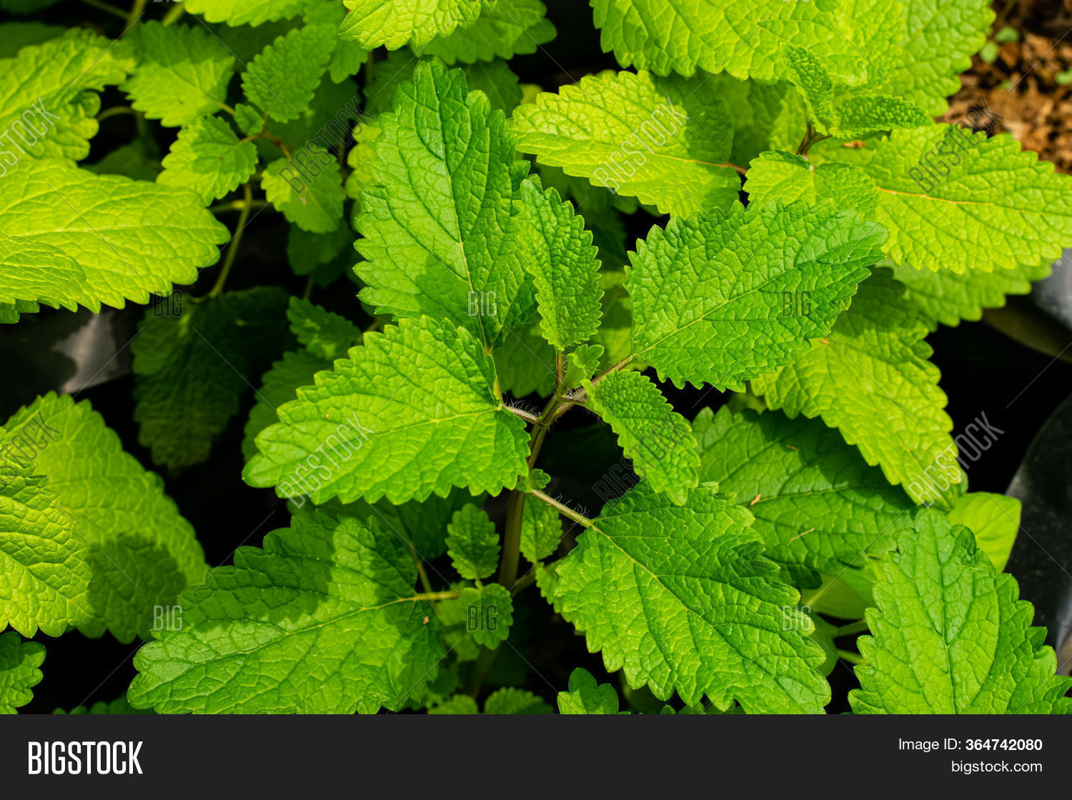 Lemon Balm ,tree Green Image & Photo (Free Trial) | Bigstock
