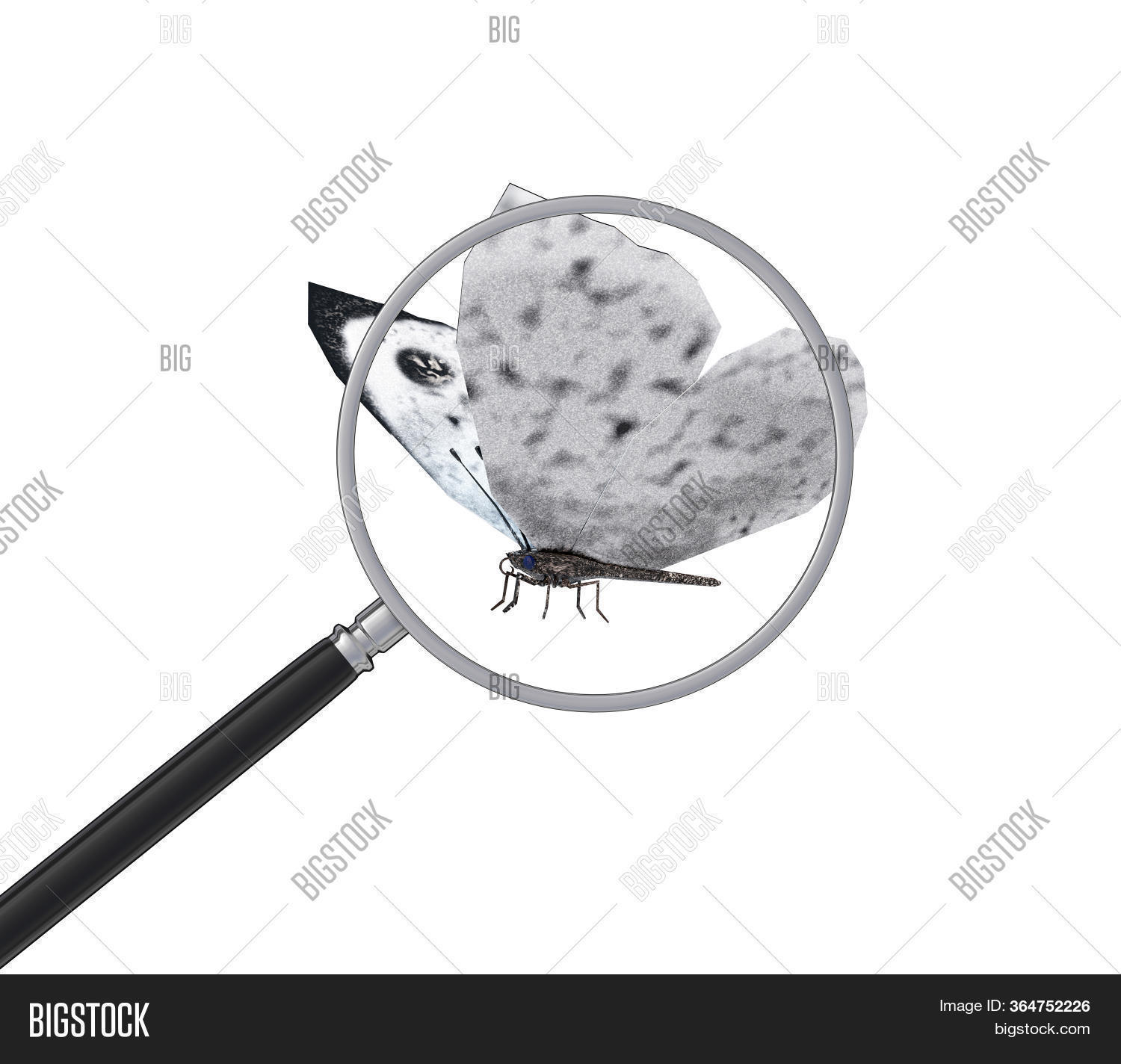 Butterfly Under Image & Photo (Free Trial) | Bigstock