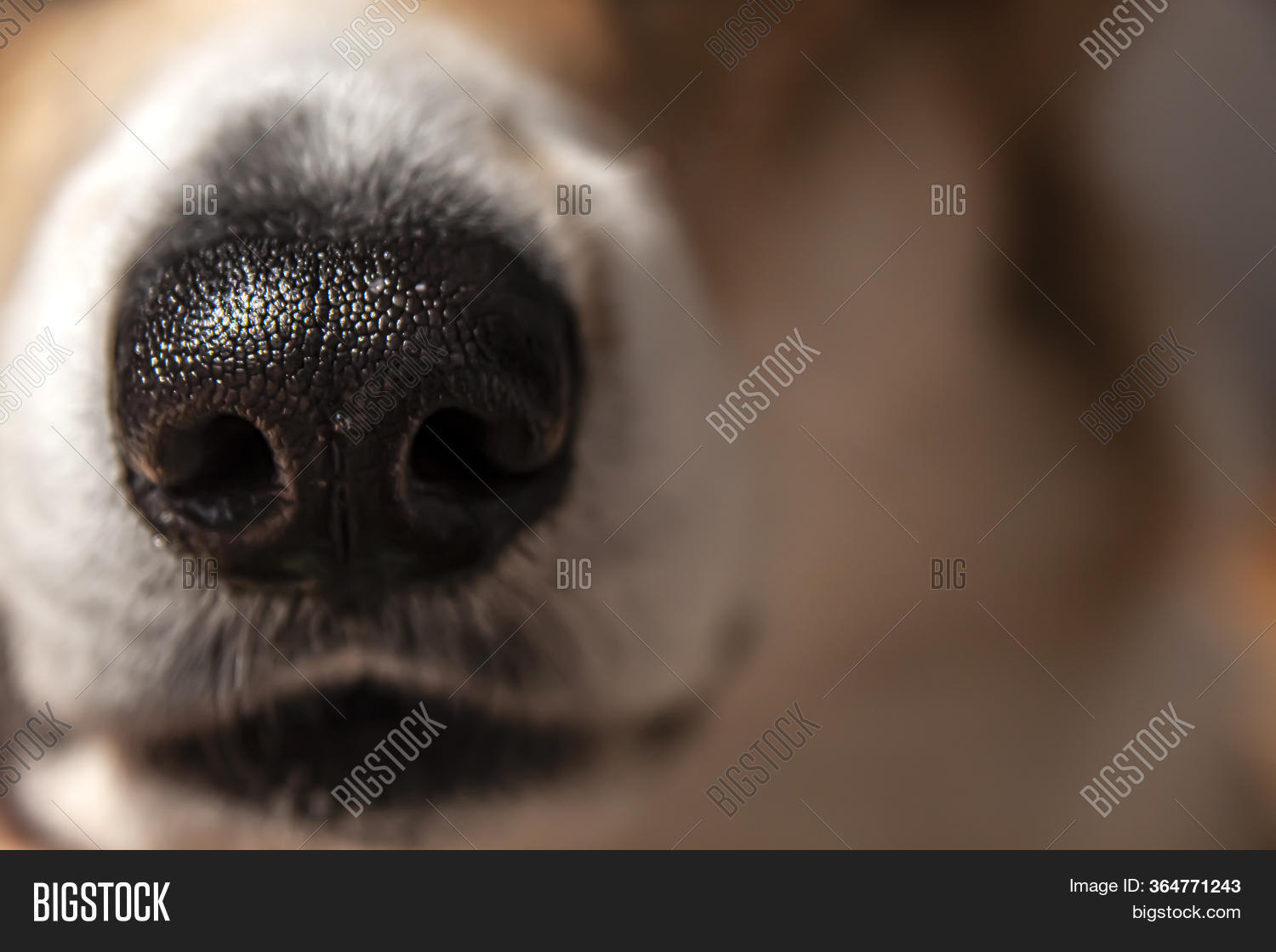 Close Black Nose Welsh Image & Photo (Free Trial) | Bigstock
