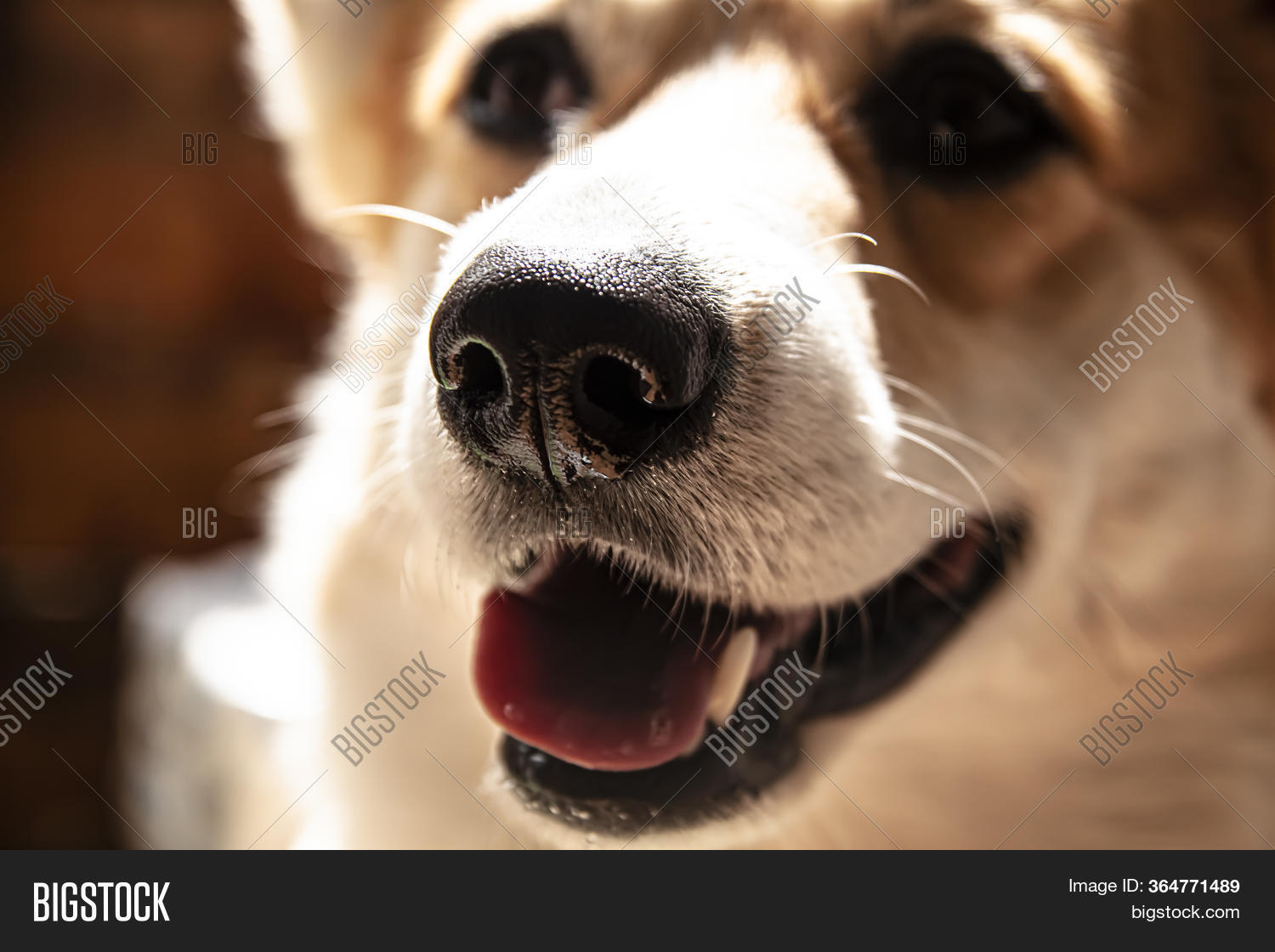 Close Black Nose Welsh Image & Photo (Free Trial) | Bigstock