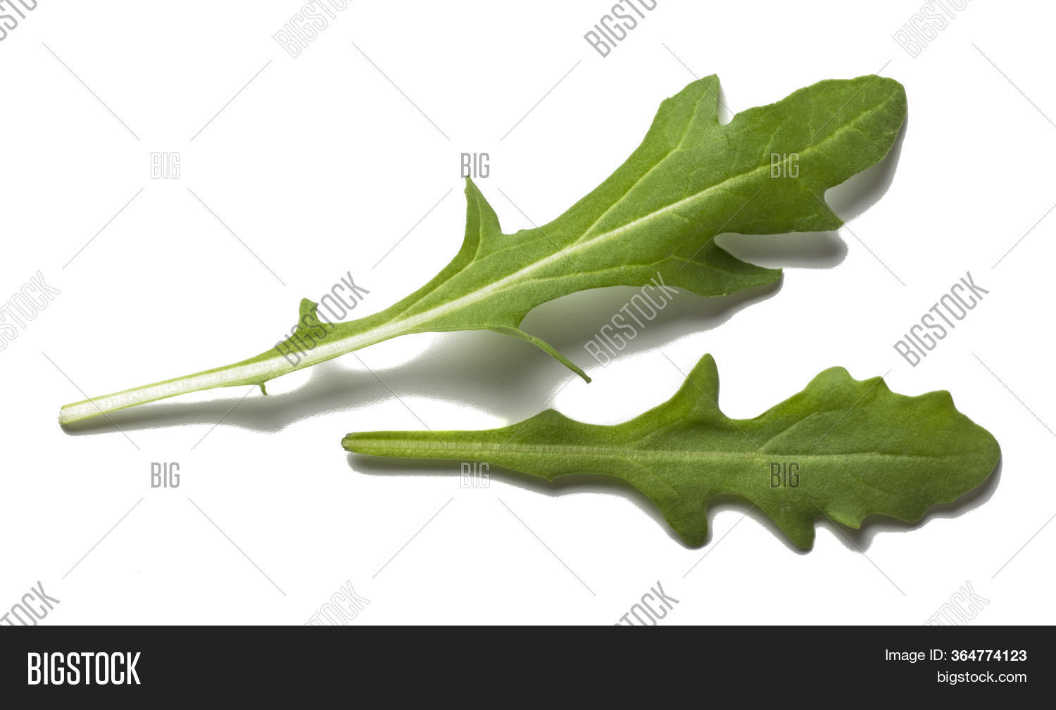 Two Fresh Arugula Image & Photo (Free Trial) | Bigstock