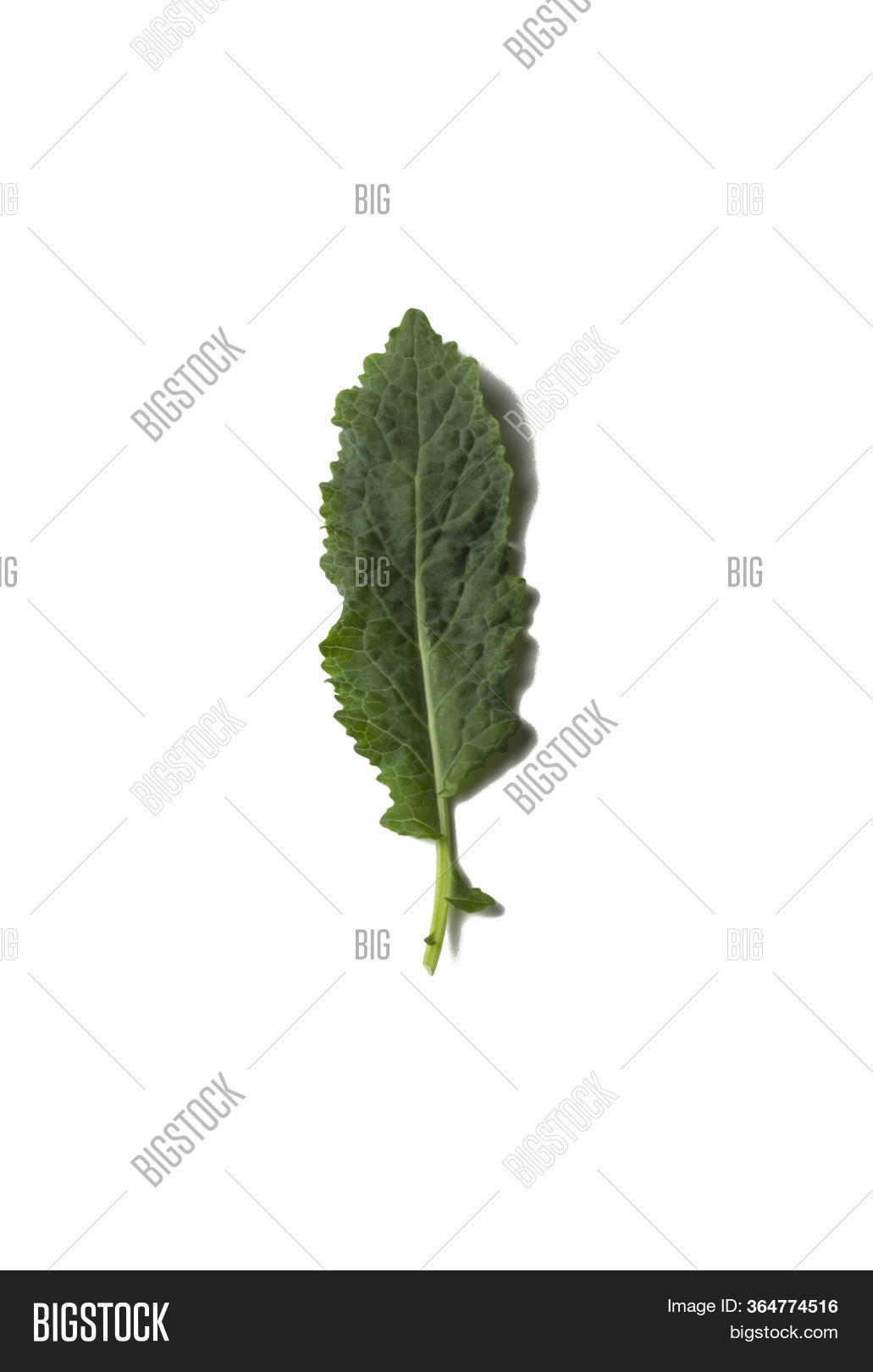 Single Leaf Lettuce Image & Photo (Free Trial) | Bigstock