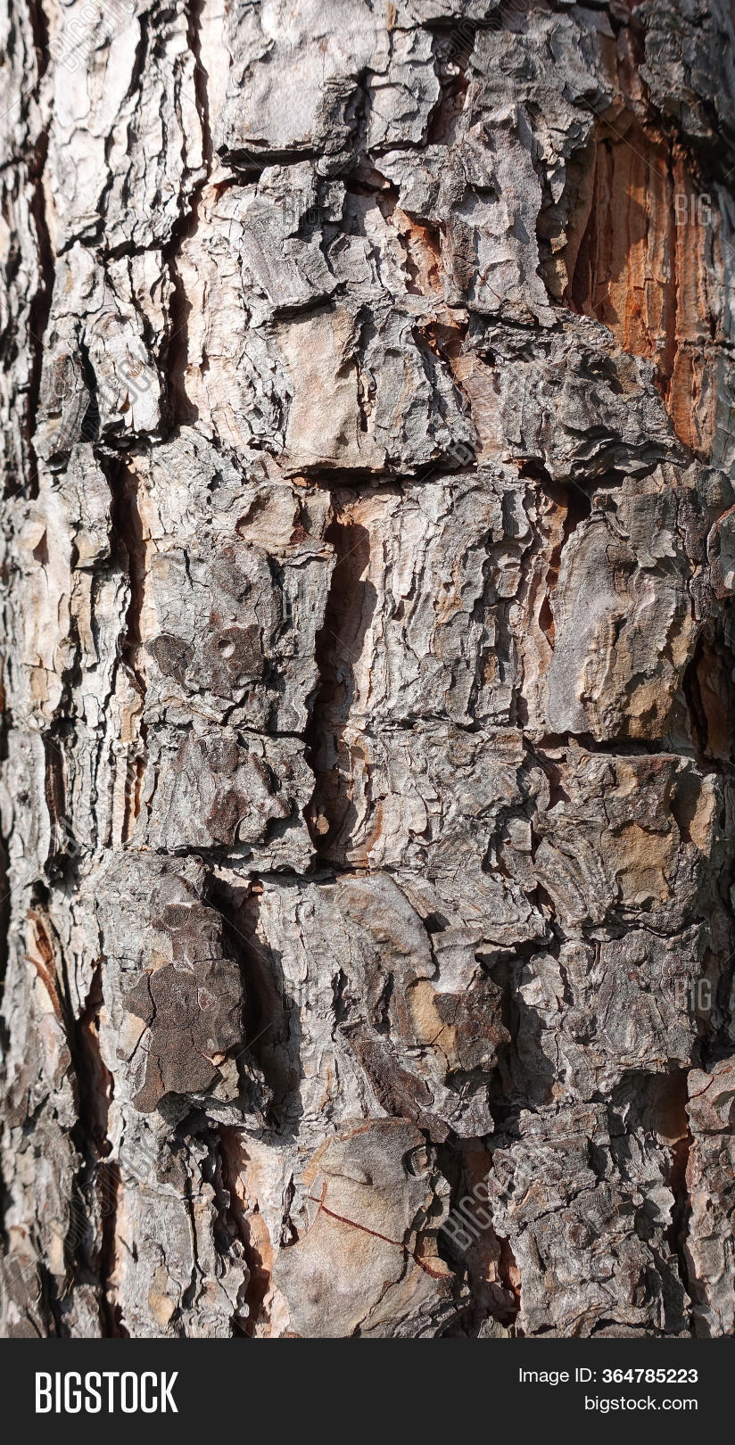 Natural Pine Tree Bark Image & Photo (Free Trial) | Bigstock