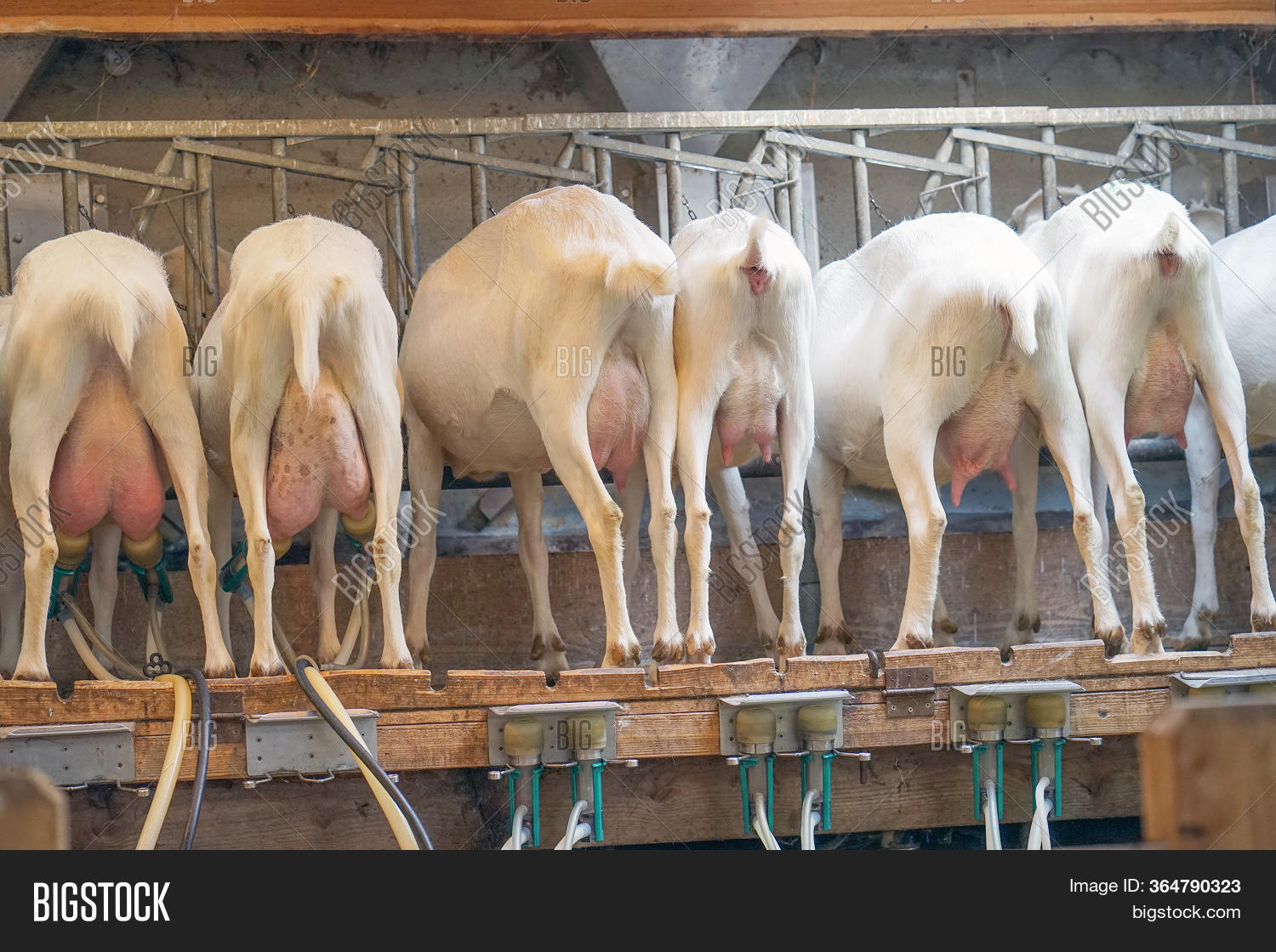 Rear View White Goats Image & Photo (Free Trial) | Bigstock