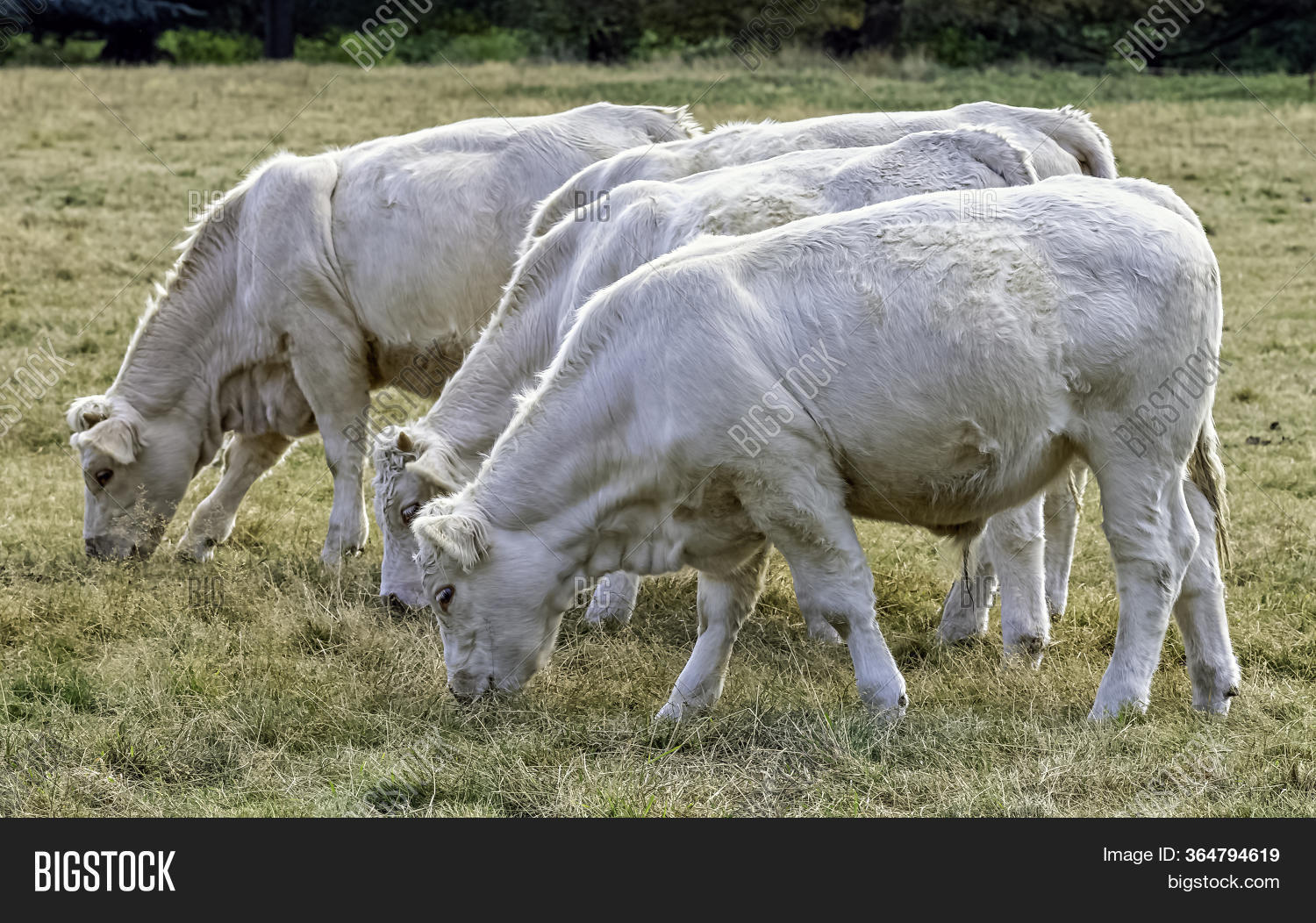 Charolais Cattle - Image & Photo (Free Trial) | Bigstock