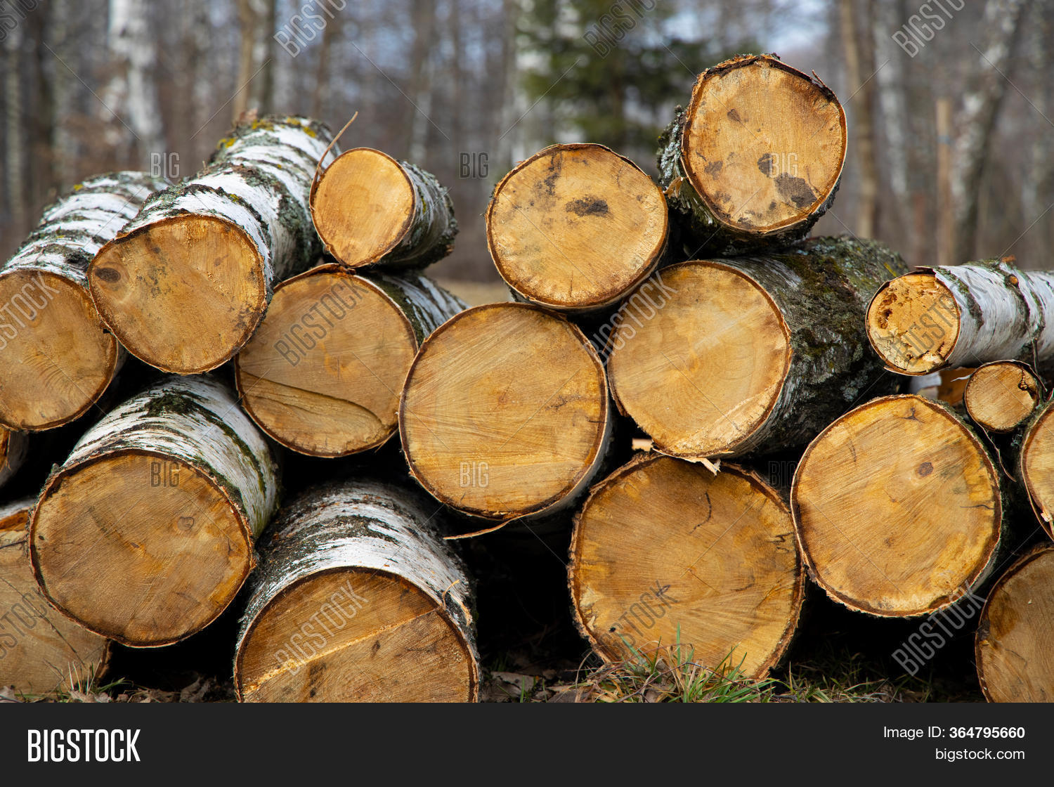 Deforestation Process Image & Photo (Free Trial) | Bigstock