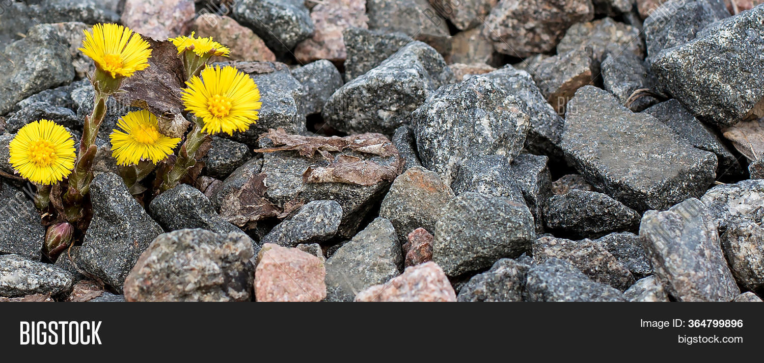 Spring Bright Yellow Image & Photo (Free Trial) | Bigstock