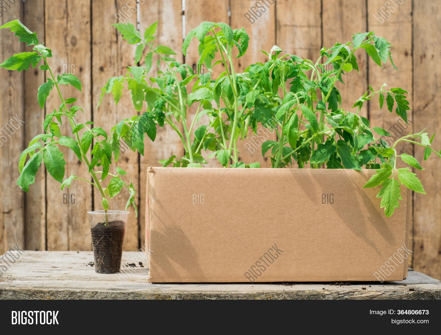 Box Plants. Seedlings Image & Photo (Free Trial) | Bigstock