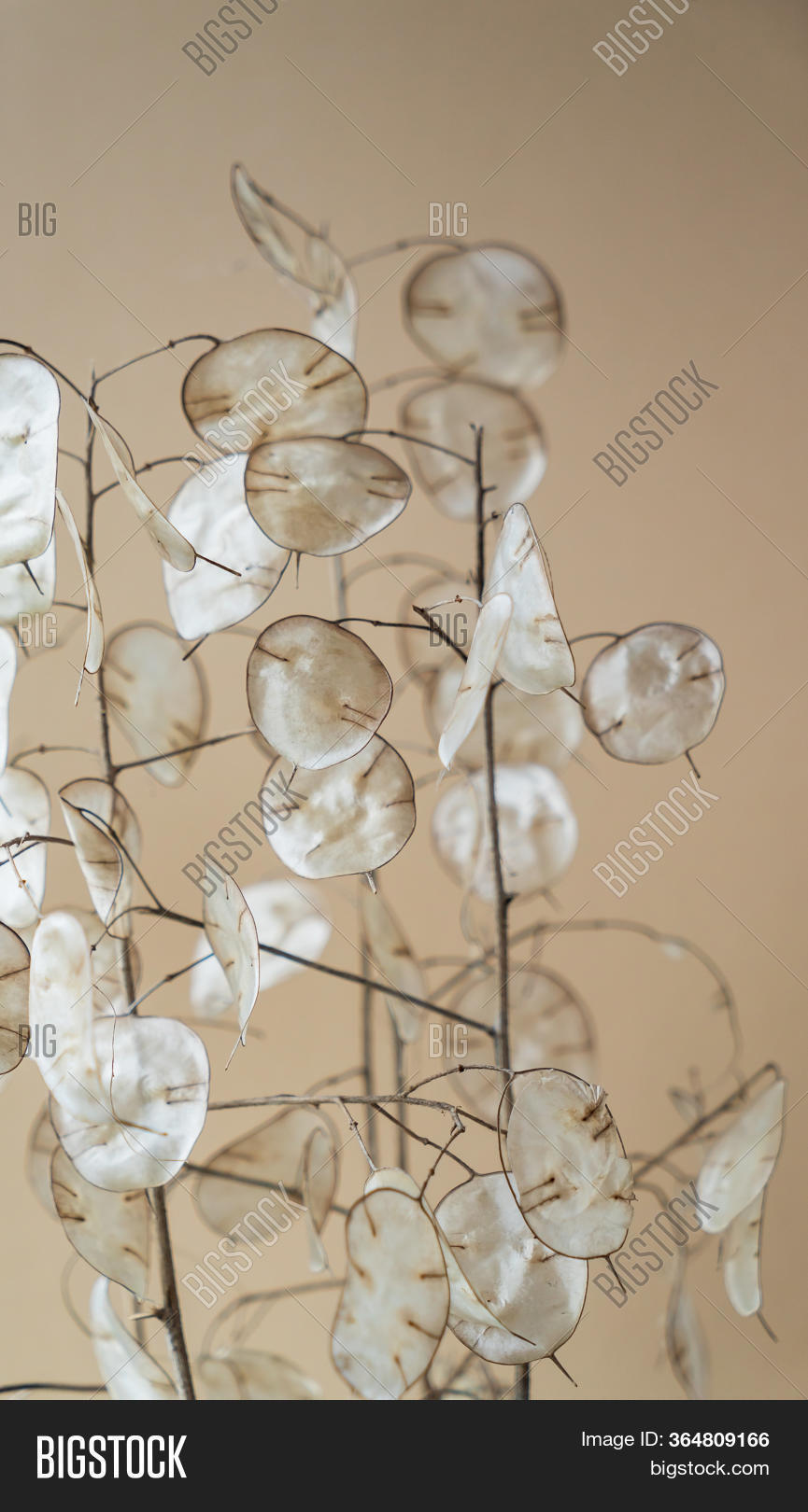 Dried Lunaria Plant Image & Photo (Free Trial) | Bigstock