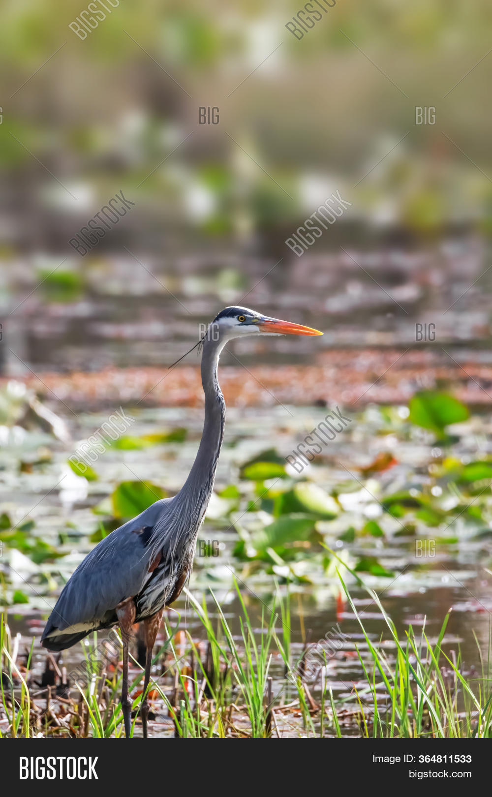Great Blue Heron Pond Image & Photo (Free Trial) | Bigstock