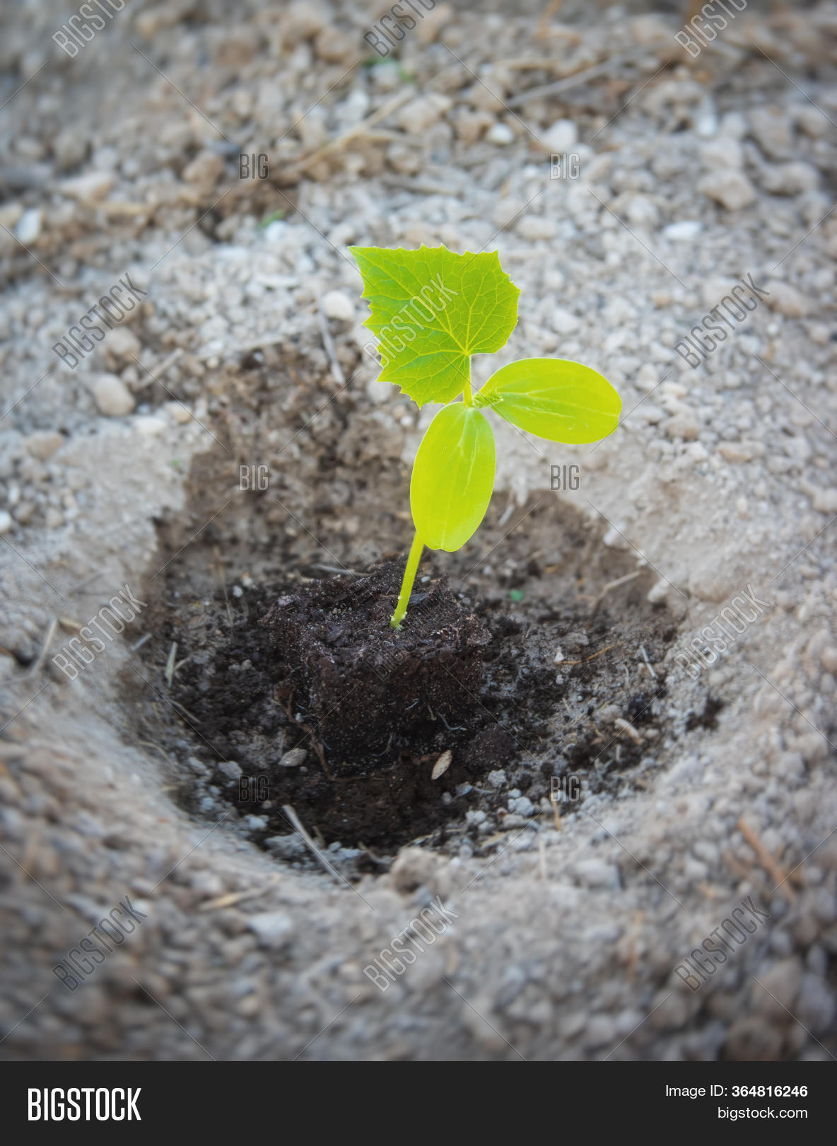 Small Sprout Green Image & Photo (Free Trial) | Bigstock