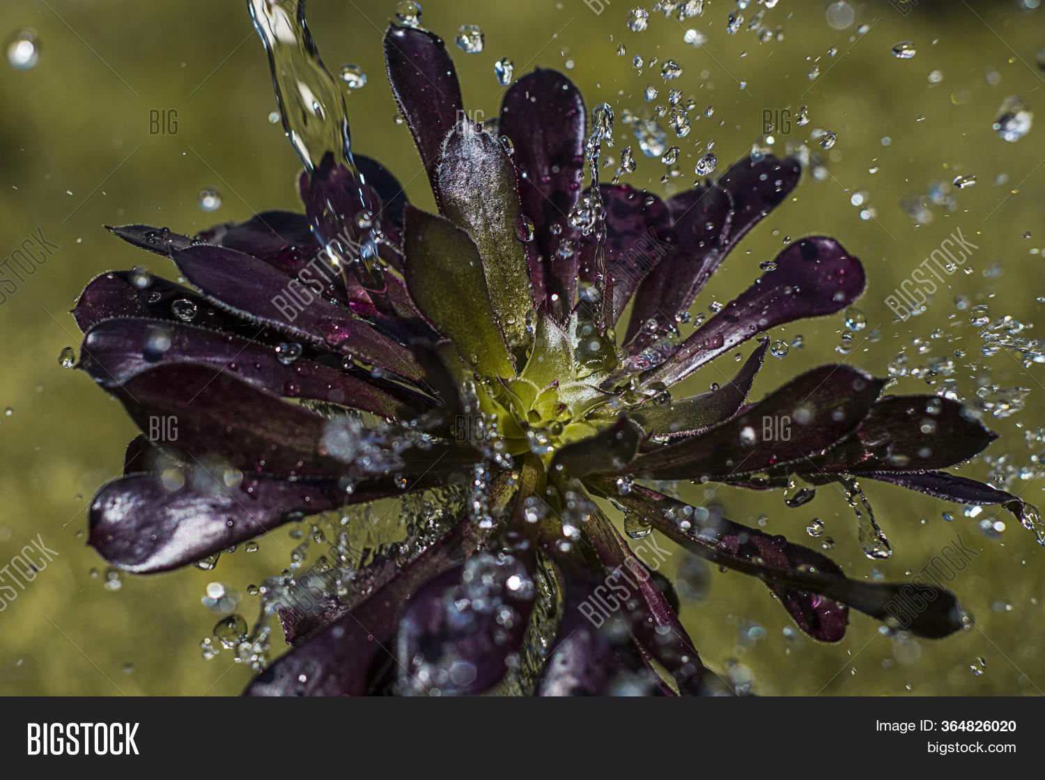 Violet Flower Water's Image & Photo (Free Trial) | Bigstock