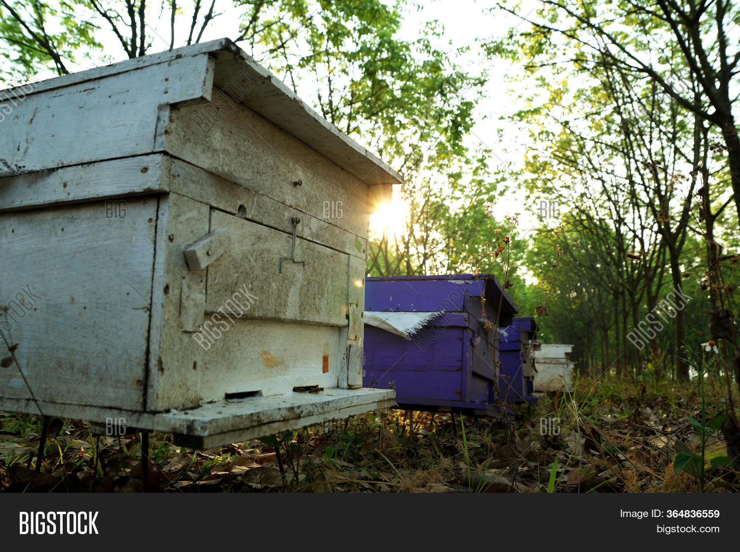 View Beekeeping Place Image & Photo (Free Trial) | Bigstock