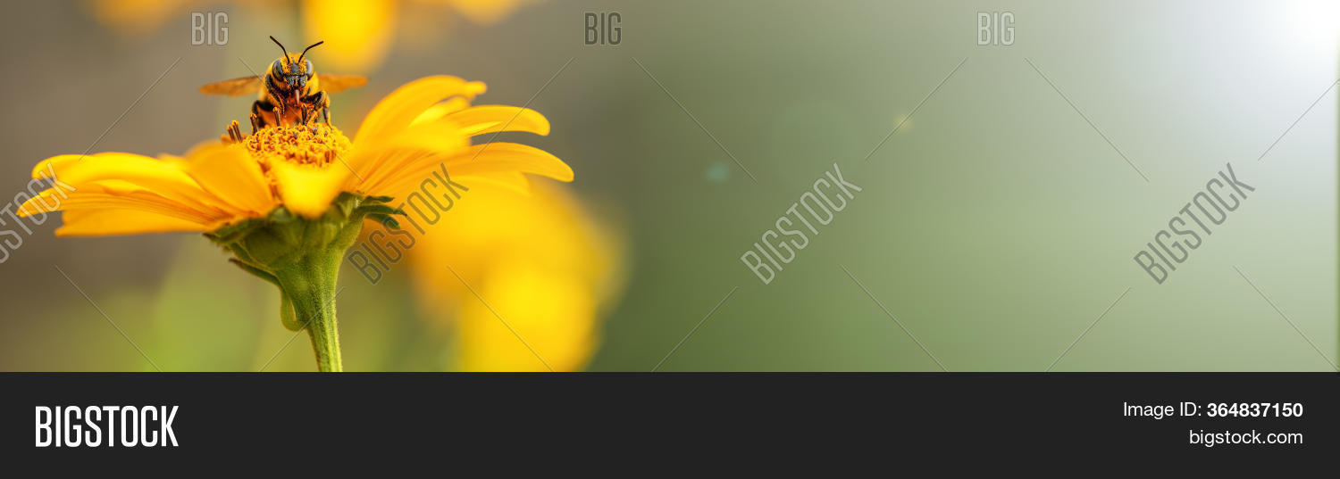 Bee Flower. Banner. Image & Photo (Free Trial) | Bigstock