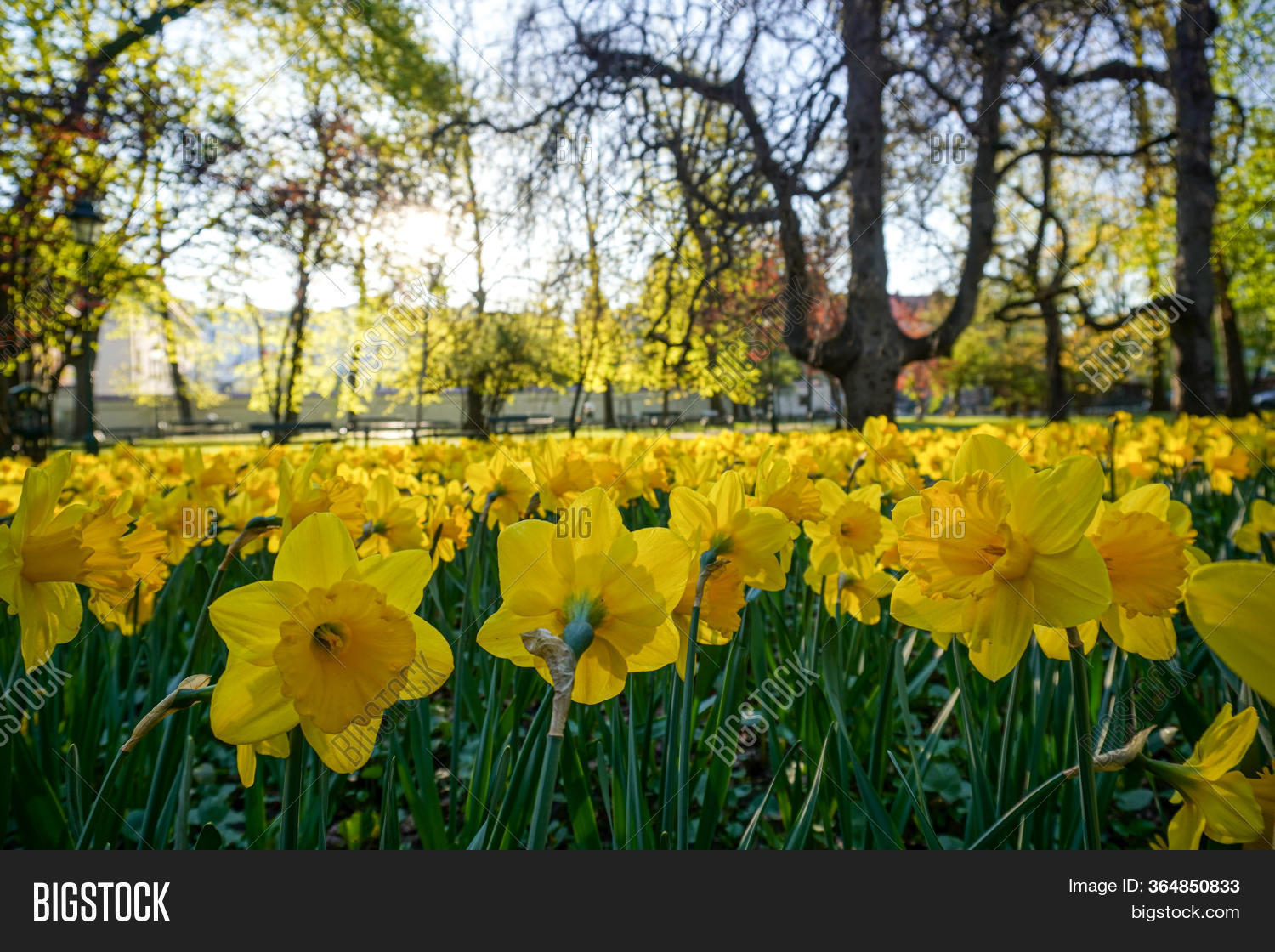 Bright Blossoming Image & Photo (Free Trial) | Bigstock