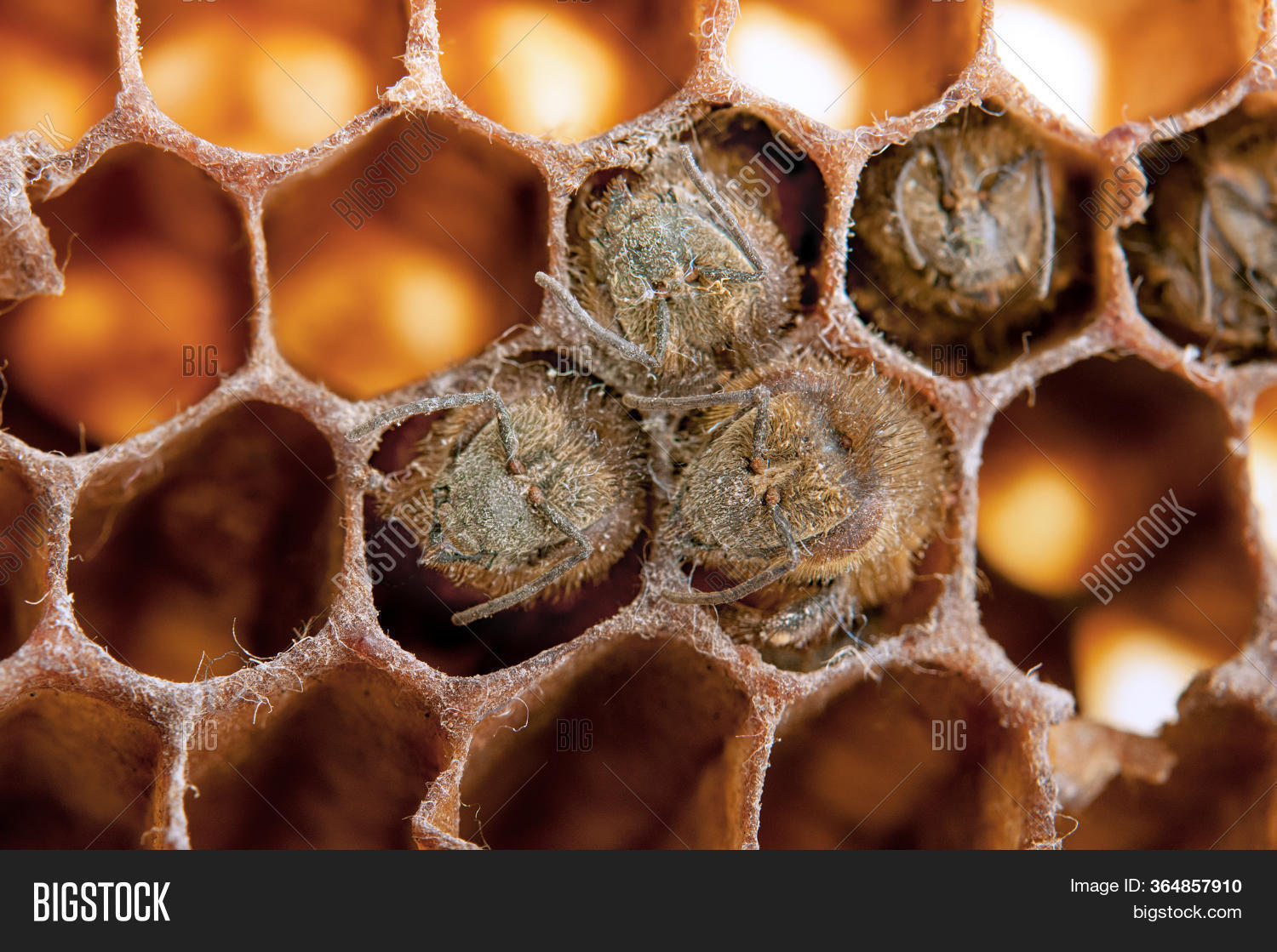 Dead Bees Covered Dust Image & Photo (Free Trial) | Bigstock