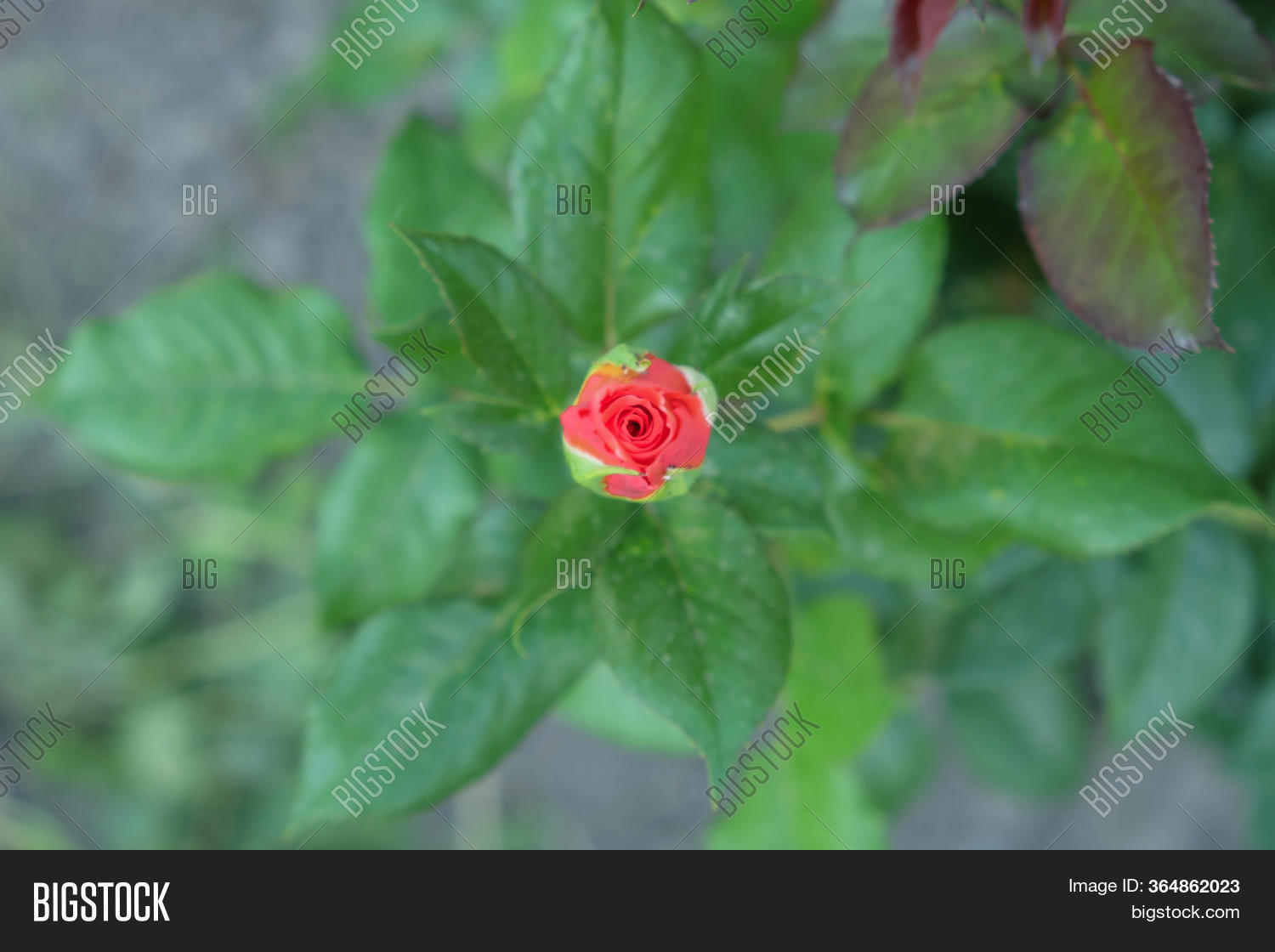 Little Bud Rose Flower Image & Photo (Free Trial) | Bigstock