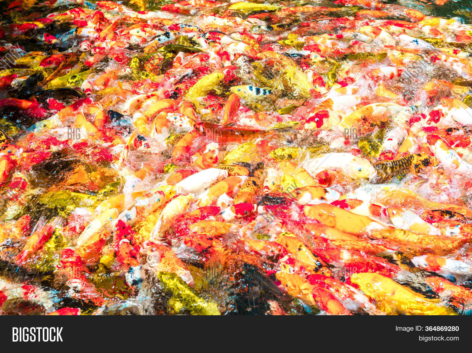 Multi-colored Koi Fish Image & Photo (Free Trial) | Bigstock