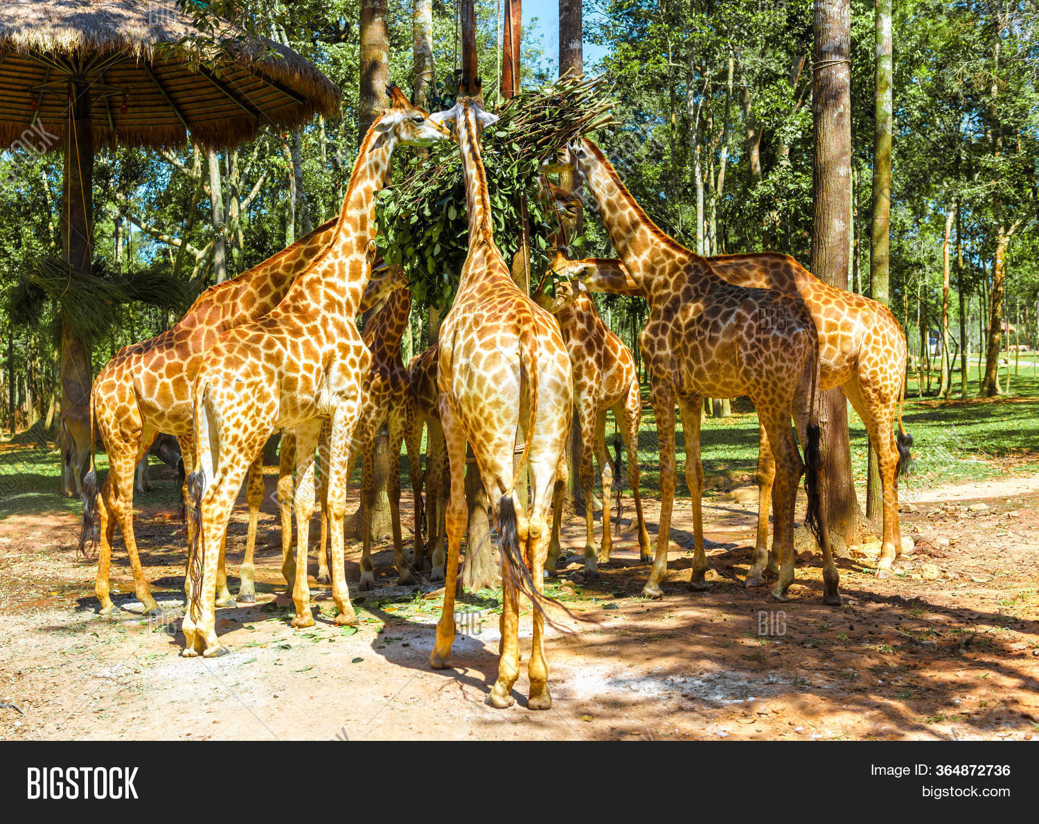 Long-necked Giraffe, Image & Photo (Free Trial) | Bigstock