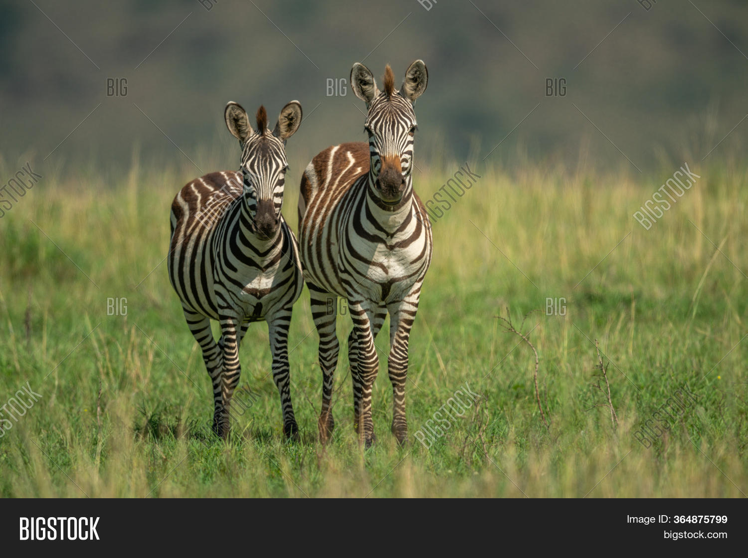 Two Plains Zebra Stand Image & Photo (Free Trial) | Bigstock