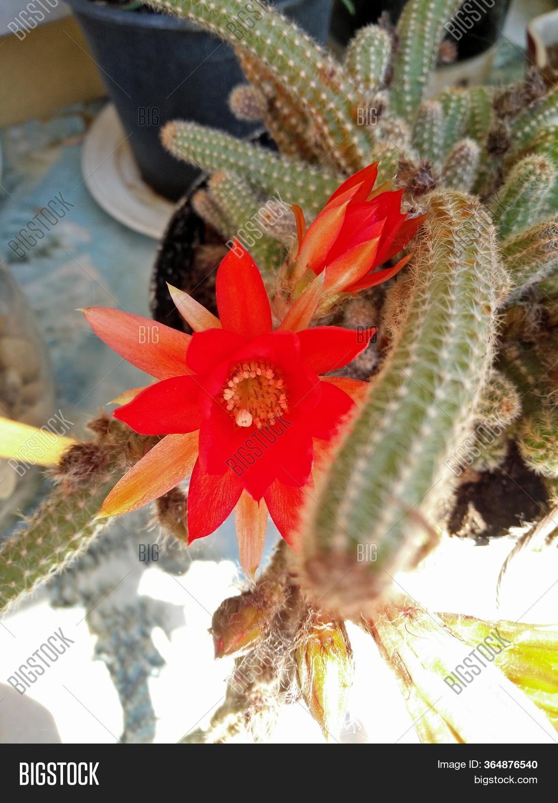 Closeup Pic Colorful Image & Photo (Free Trial) | Bigstock